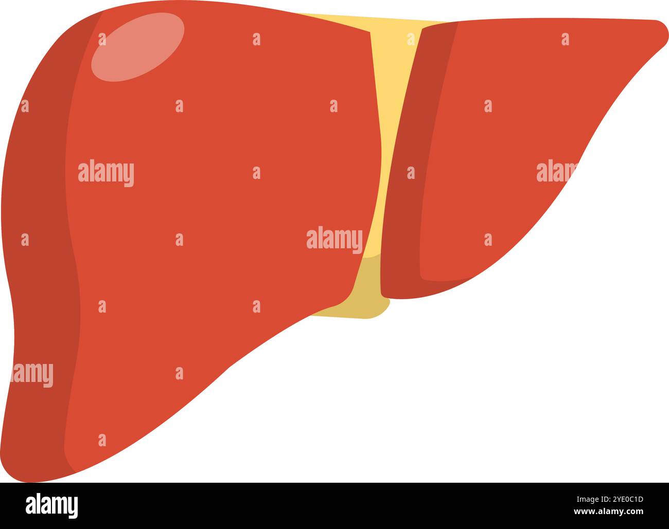 Liver medical logo vector Cut Out Stock Images & Pictures - Alamy