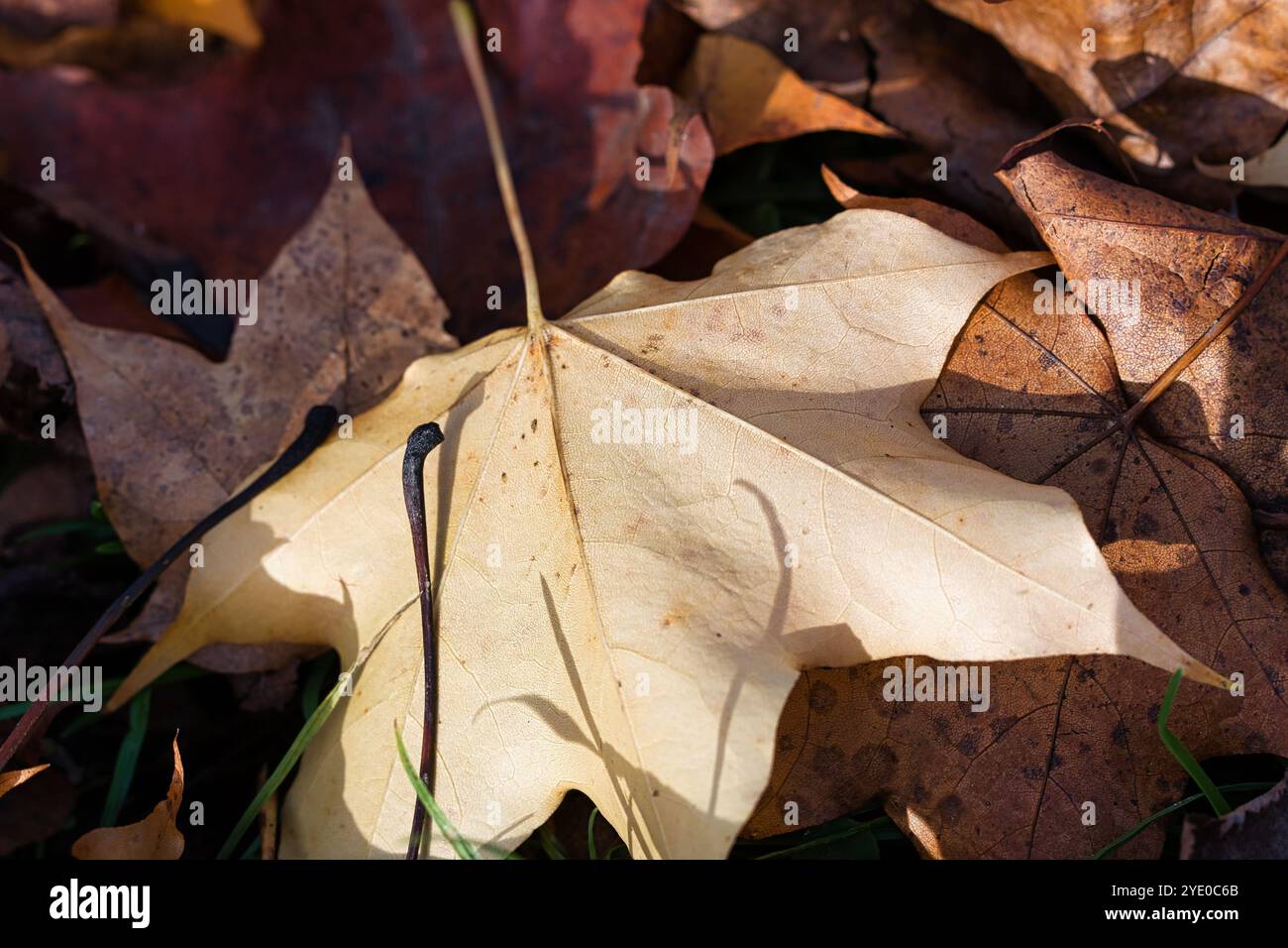 A close-up image of a light brown maple leaf partially covering a ...