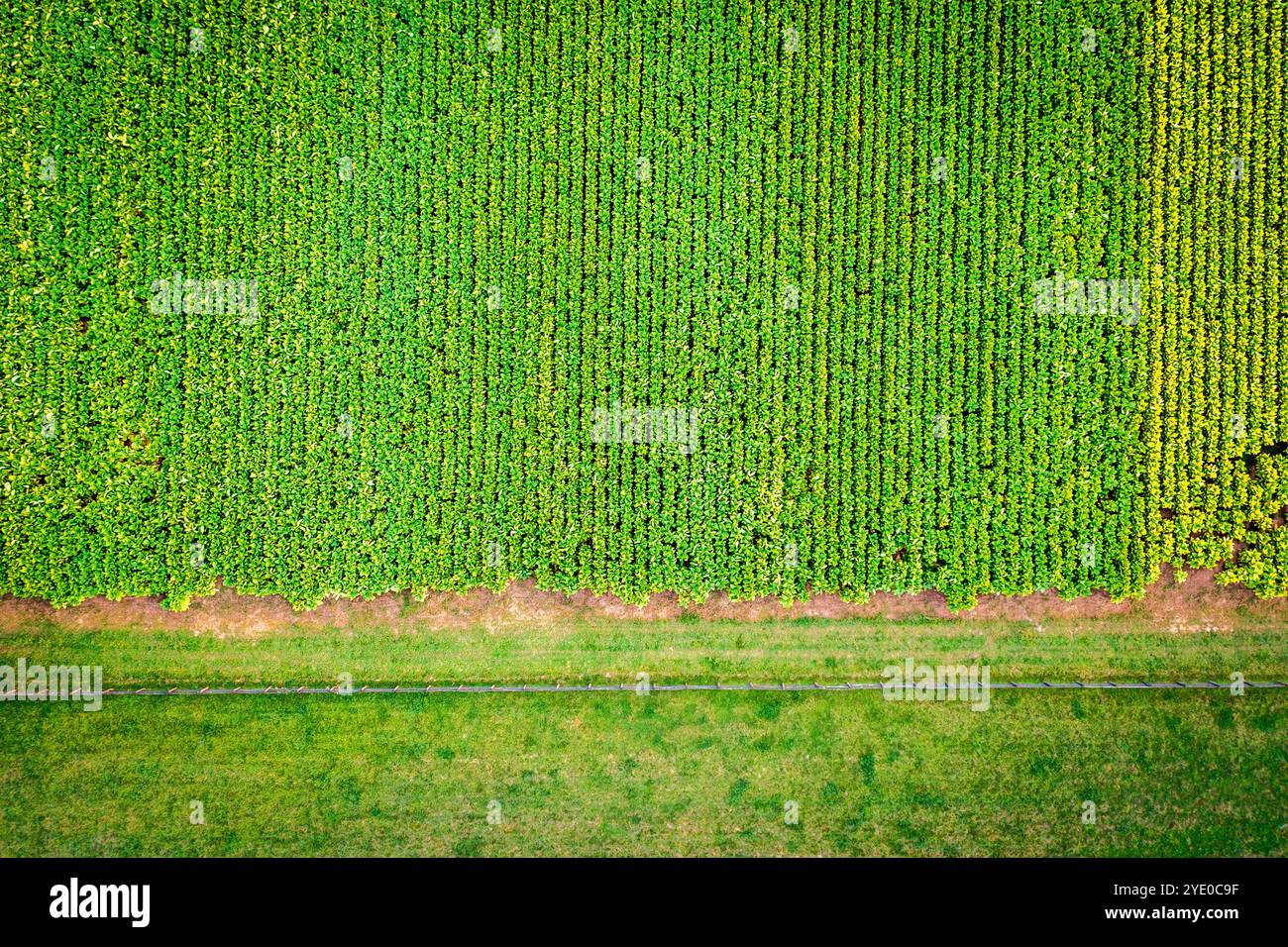 Top-down view of tobacco farm in Central Kentucky Stock Photo - Alamy
