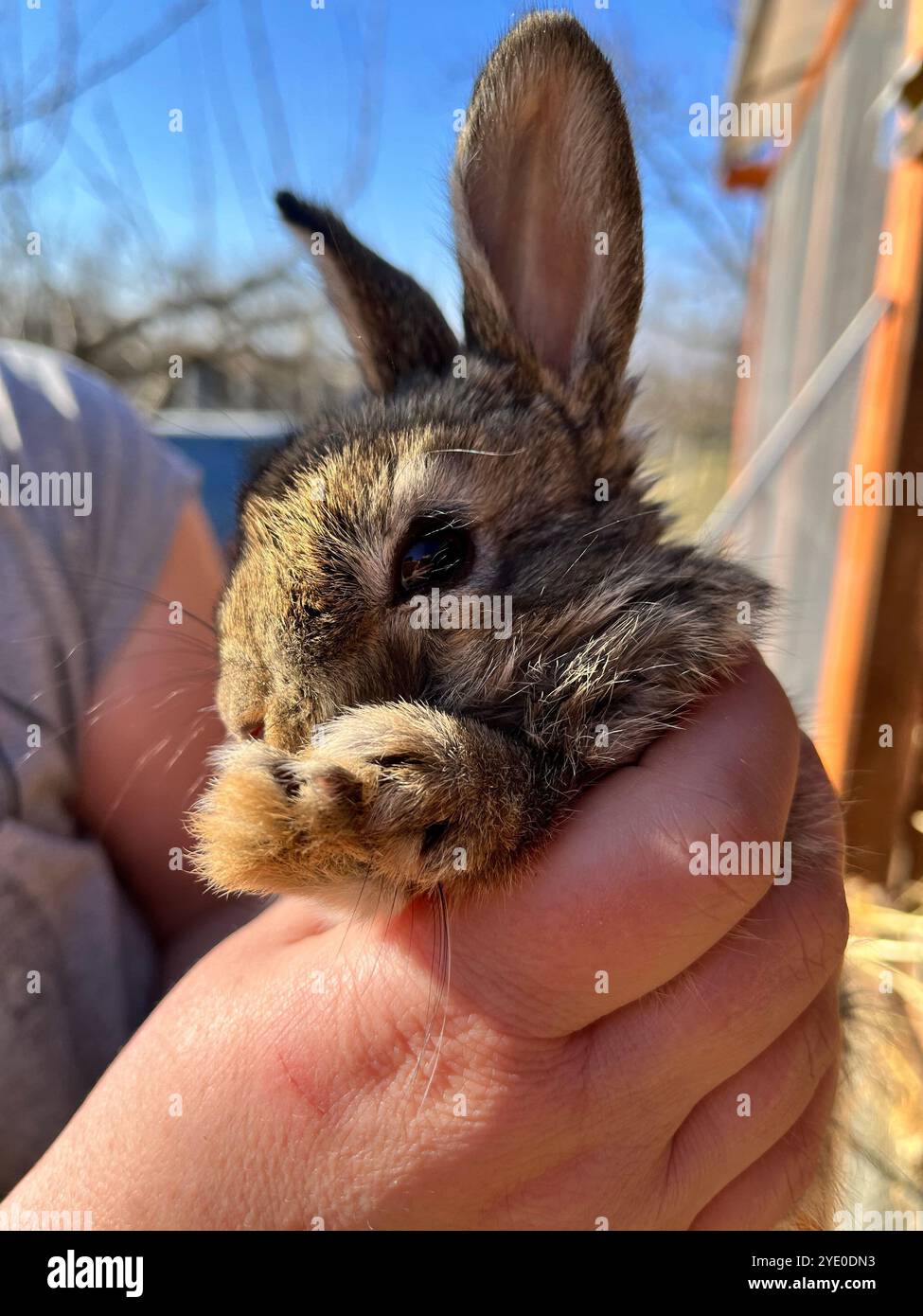 Little fluffy brown rabbit in human palm Stock Photo - Alamy