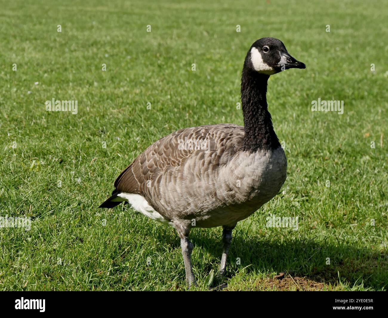 one canadian goose in the public park in france, in haut de seine ...