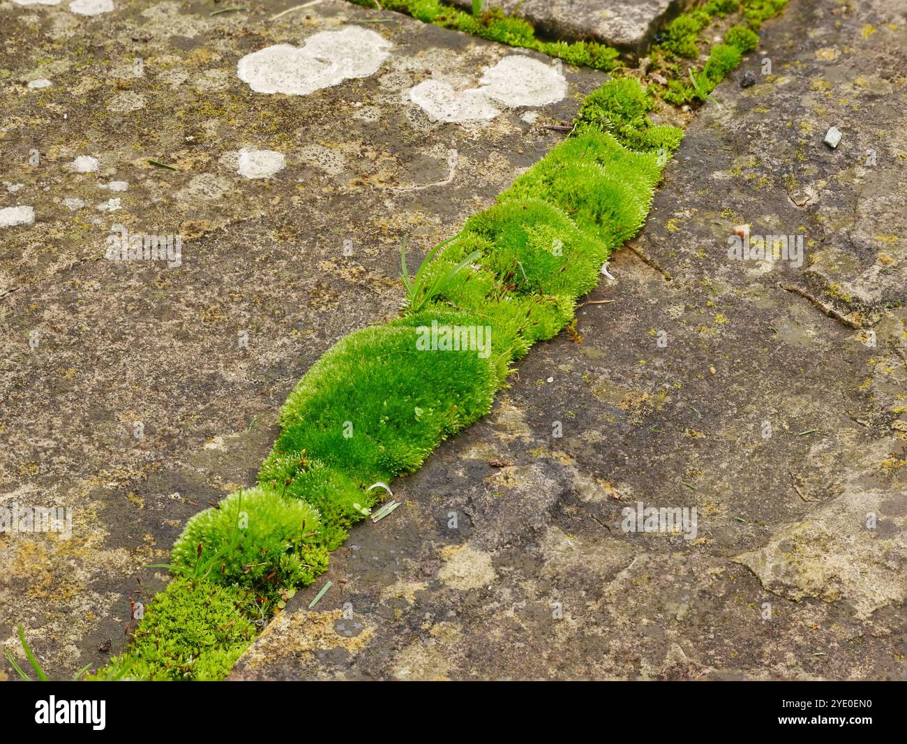 Moss in between paving hi-res stock photography and images - Alamy