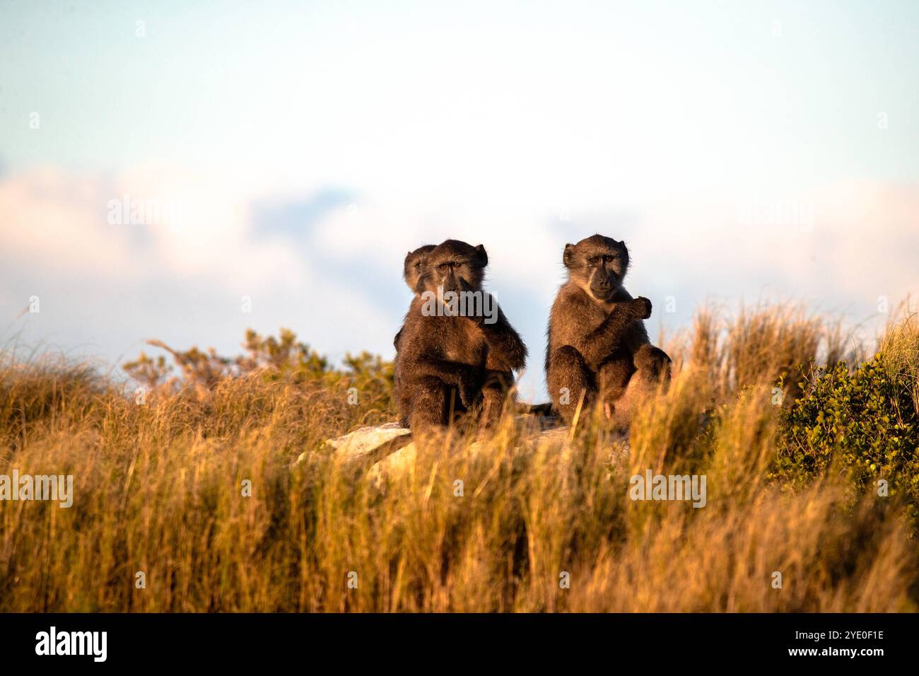 Baboon Life in Cape Town, South Africa Juvenile Chacma baboons from the ...
