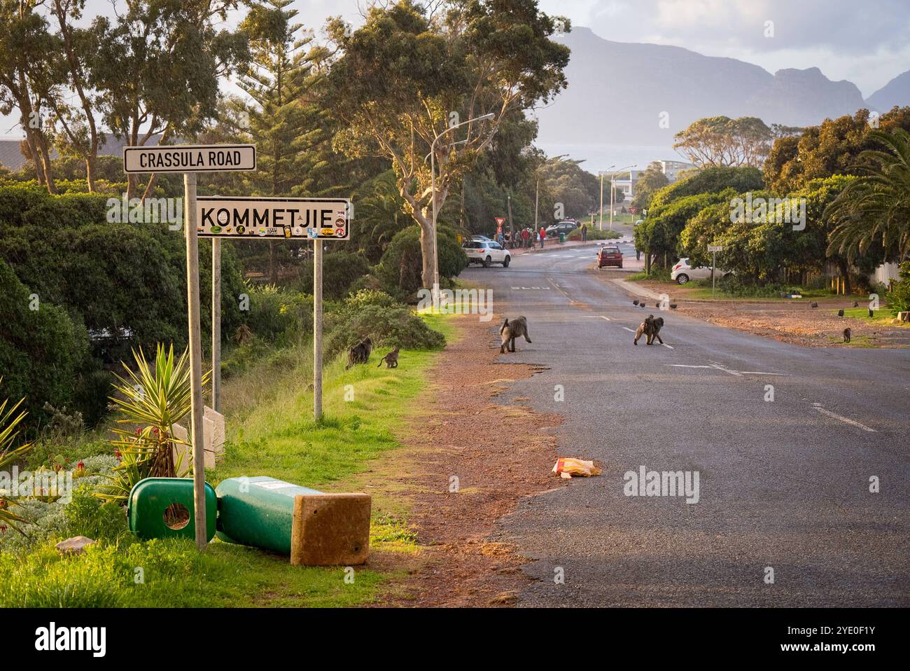 Baboon Life in Cape Town, South Africa Habituated wild baboons run ...