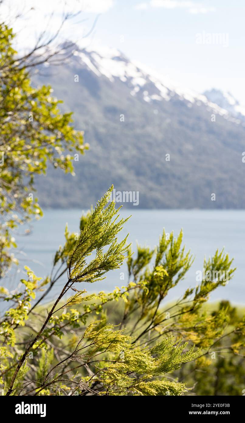 Vertical landscape of Puelo Lake -Lago Puelo-National Park during ...