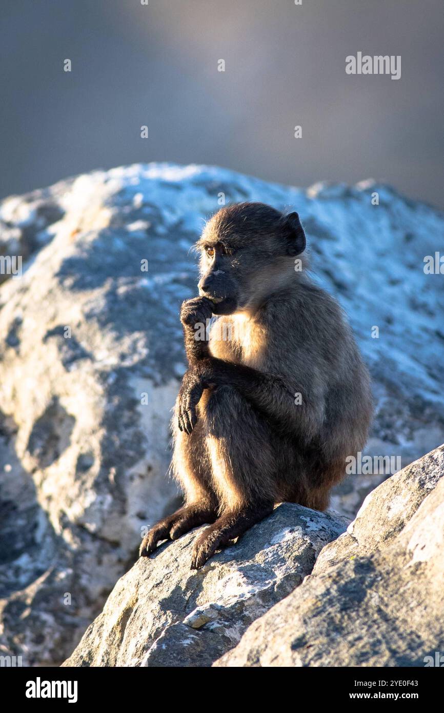 Baboon Life in Cape Town, South Africa A Juvenile Chacma baboon from ...