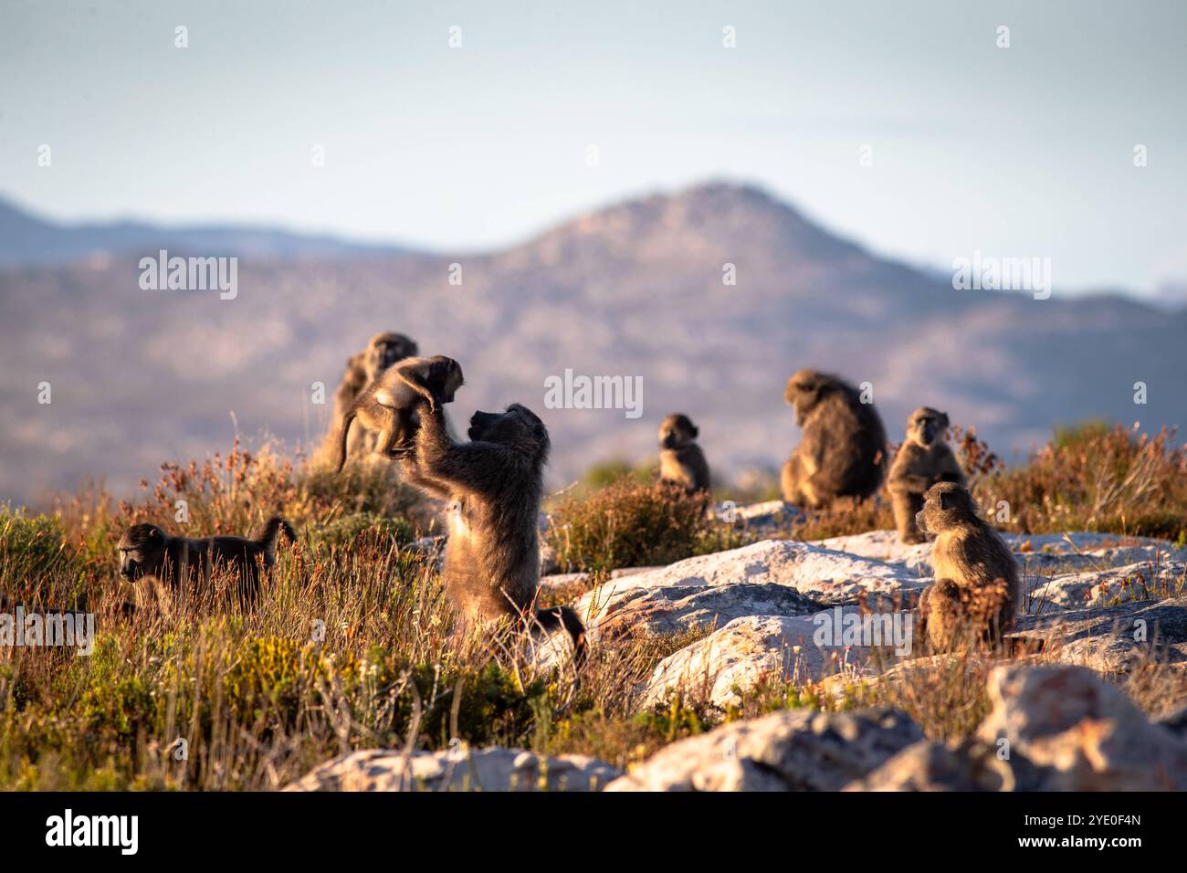 Baboon Life in Cape Town, South Africa A mother baboon picks up her ...