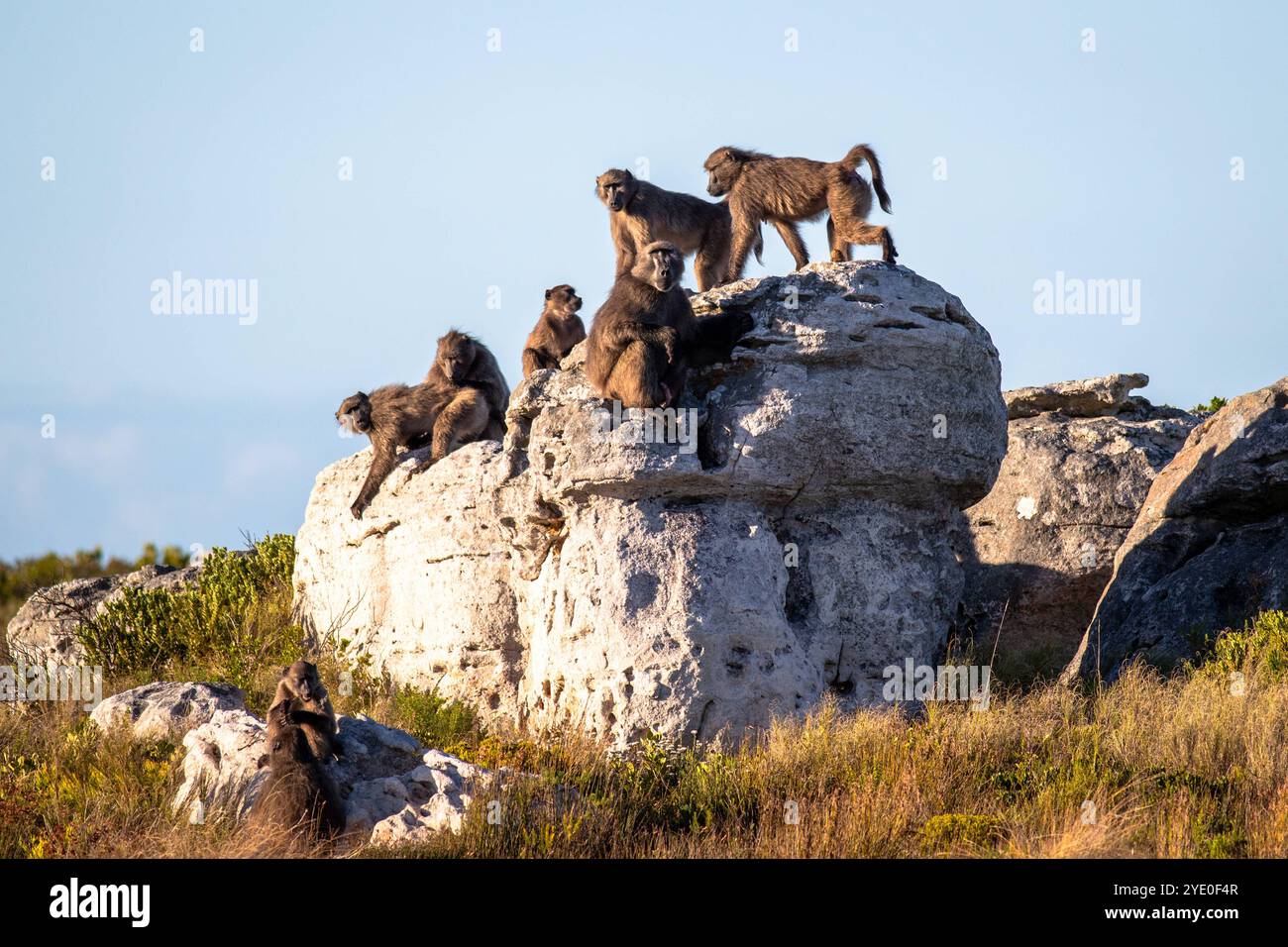 Baboon Life in Cape Town, South Africa A troop of Chacma baboons in the ...