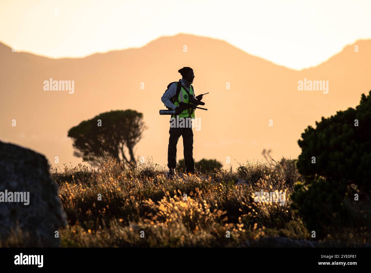 Baboon Life in Cape Town, South Africa A baboon monitor radios in ...