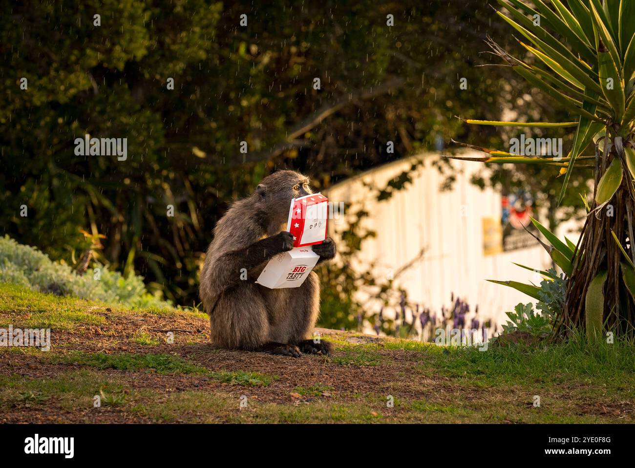 Baboon Life in Cape Town, South Africa A habituated wild baboons ...