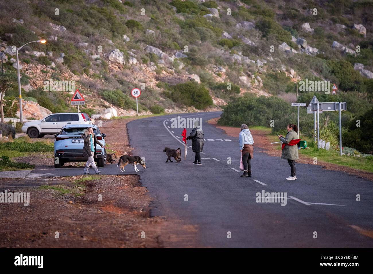 Baboon Life in Cape Town, South Africa Self-appointed baboon monitors ...