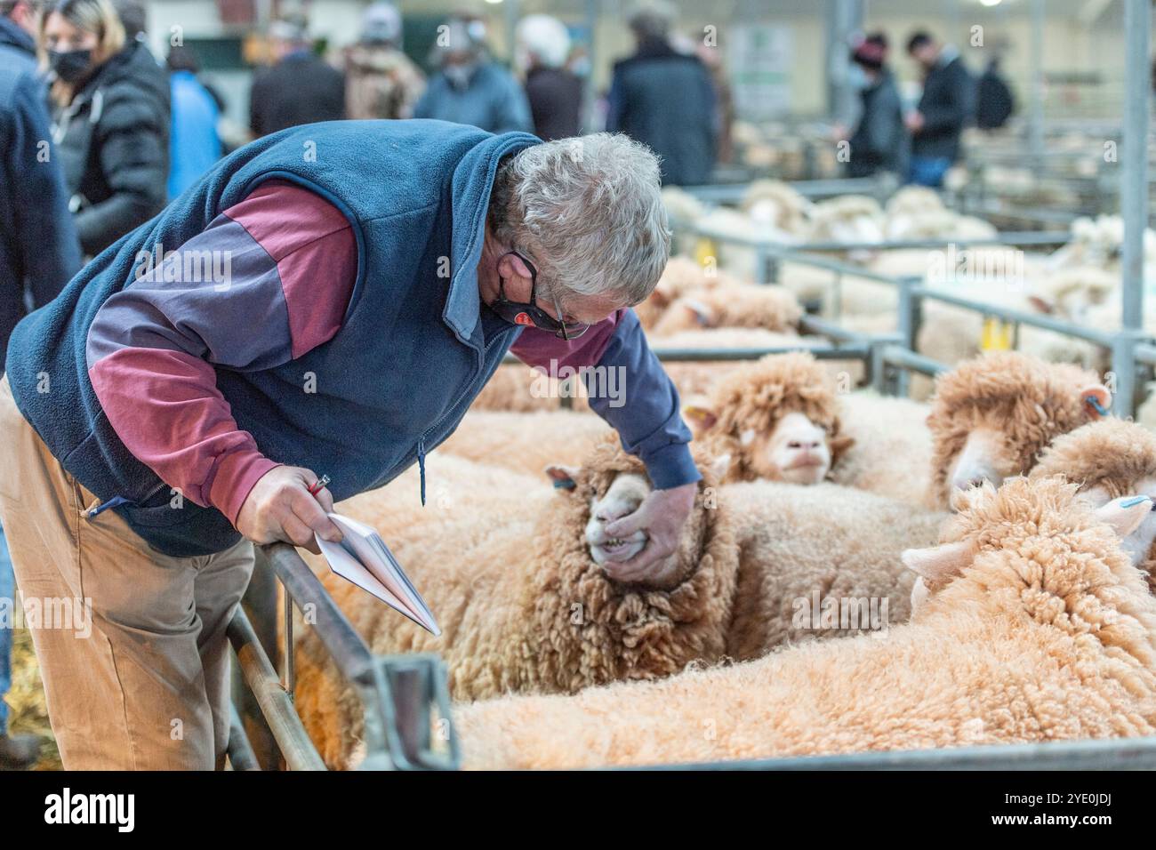 Sheep tooth hi-res stock photography and images - Alamy