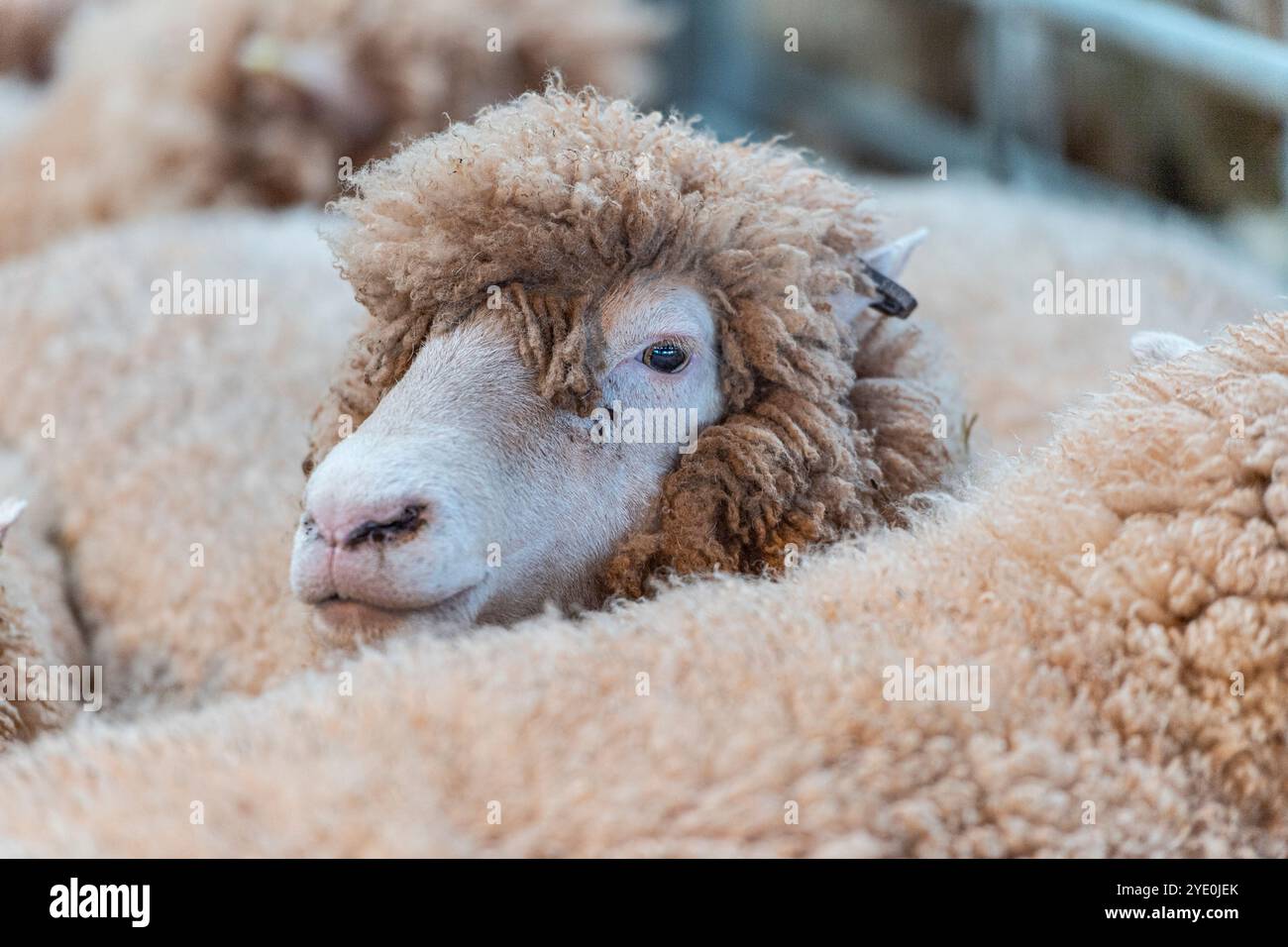 Sheep looking in to camera hi-res stock photography and images - Alamy