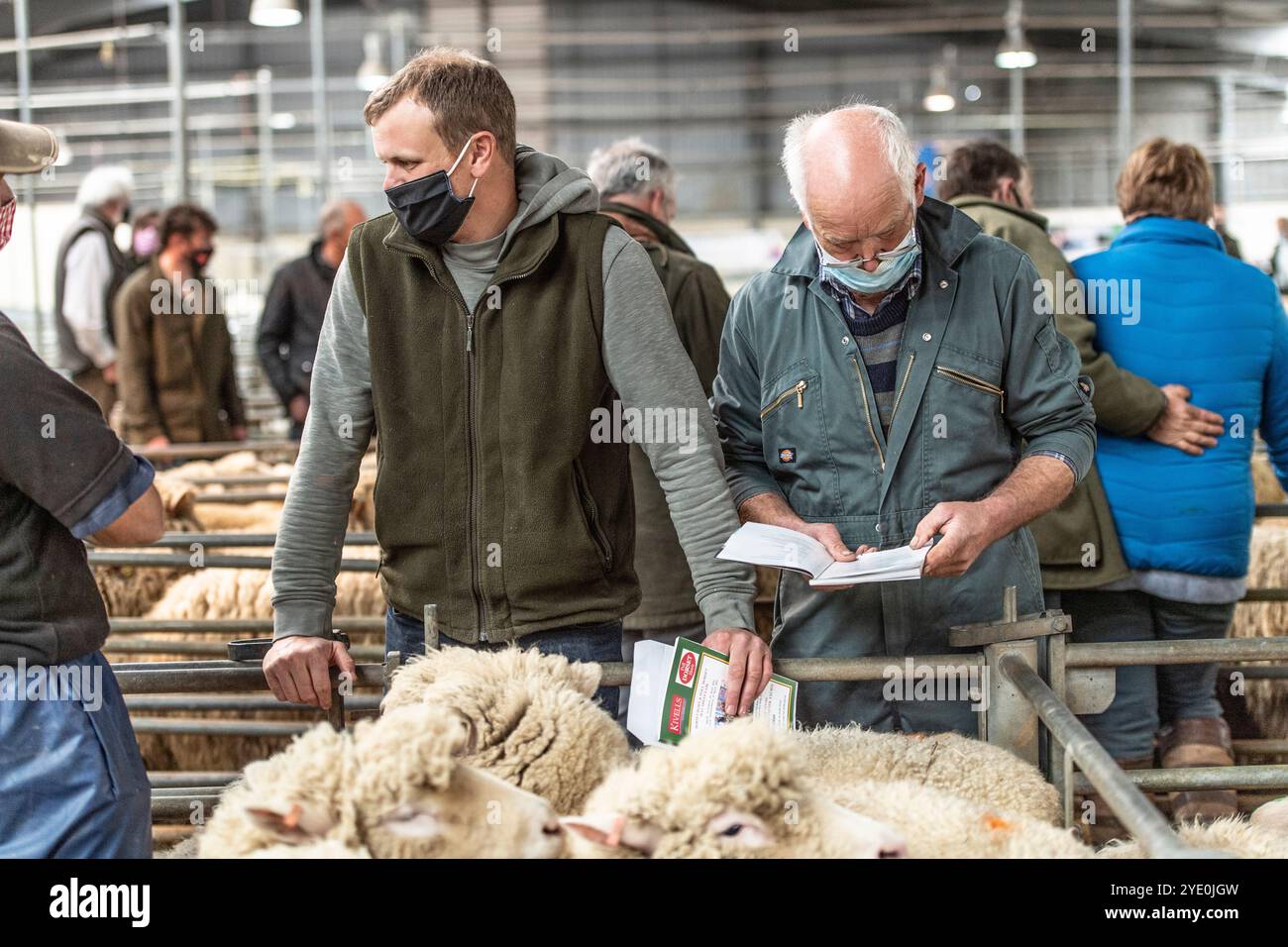 livestock market sheep sale during covid Stock Photo - Alamy