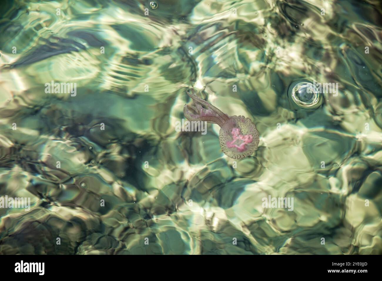 Feuerqualle Feuerqualle im Meer von Korfu, Griechenland *** Fire ...