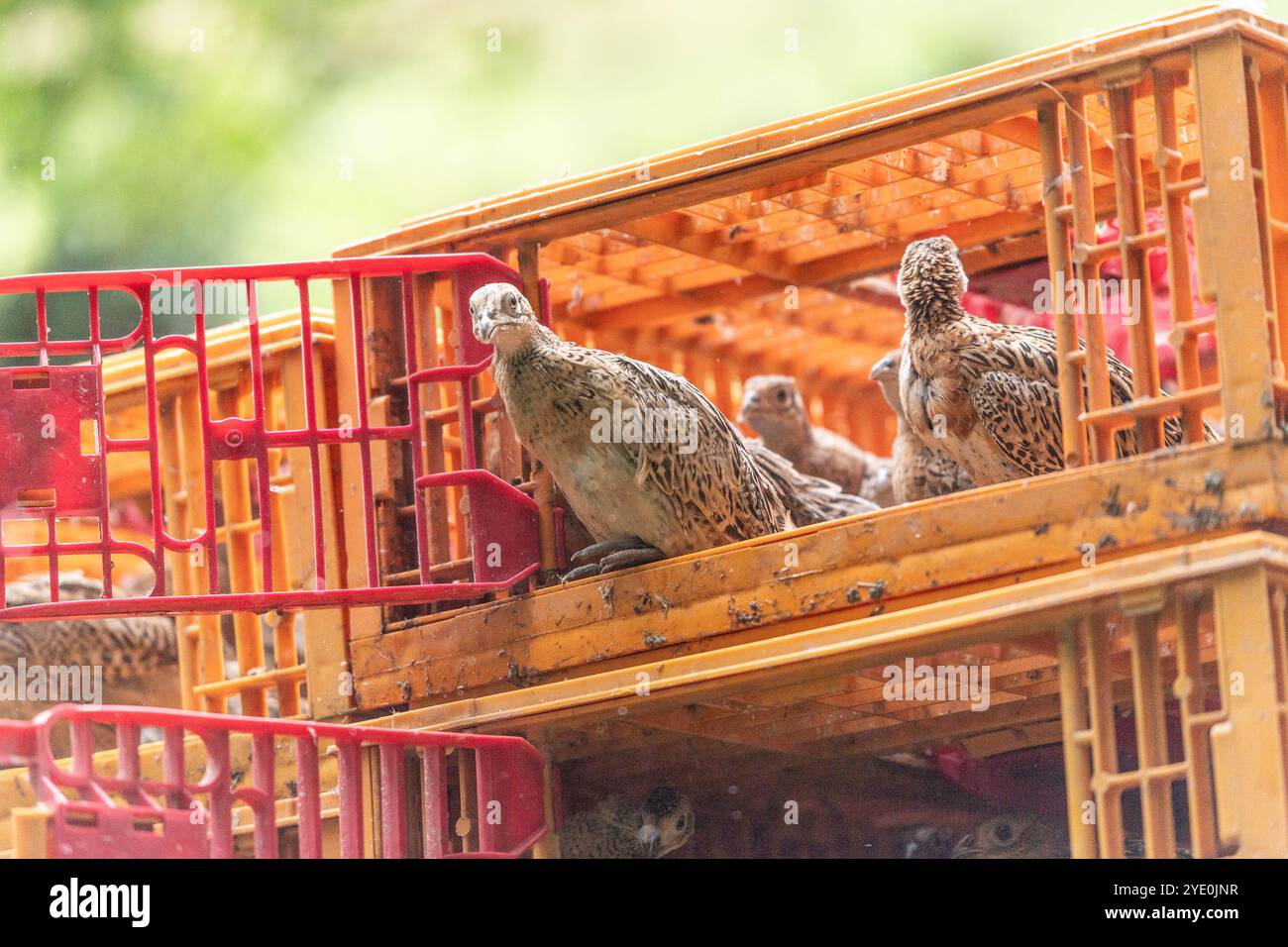 Release of birds hi-res stock photography and images - Alamy