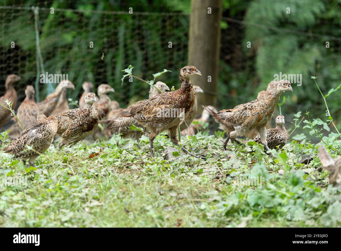 Male pheasant poults hi-res stock photography and images - Alamy