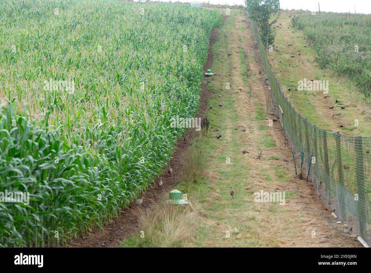 pheasants on a shoot, leaving the release pen Stock Photo - Alamy