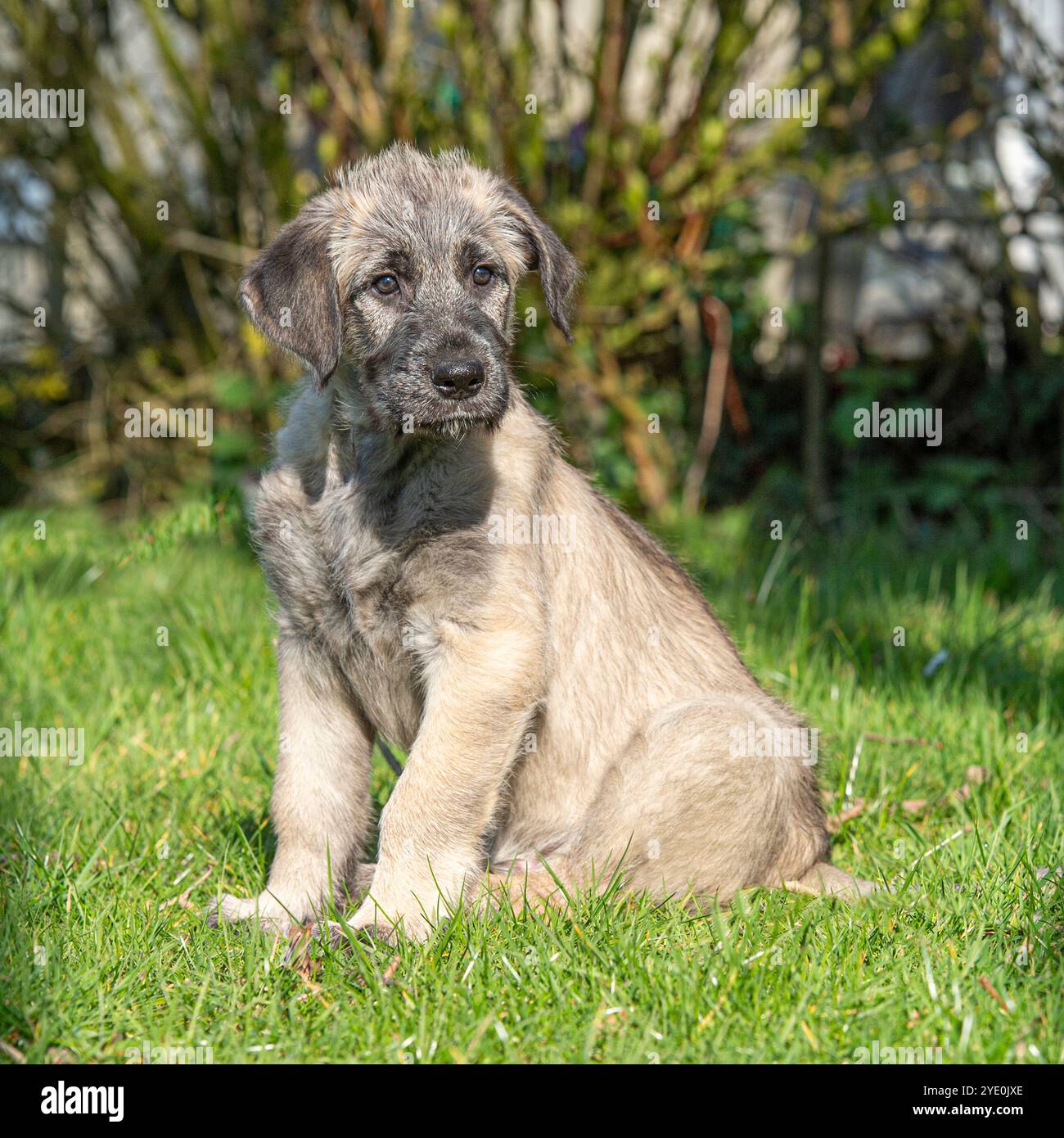 Irish Wolfhound puppy in the garden Stock Photo - Alamy