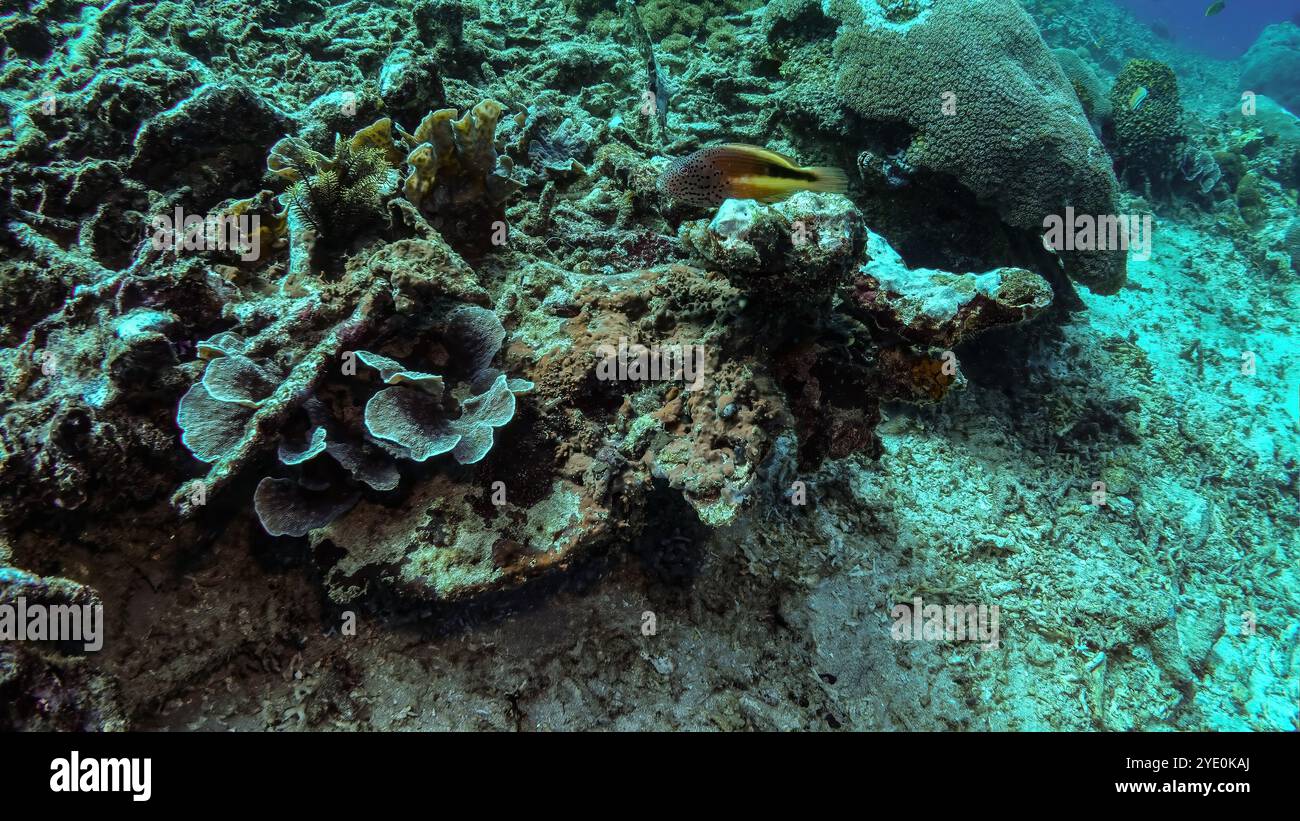 Underwater wildlife shows a yellowmargin moray eel hiding in the coral ...