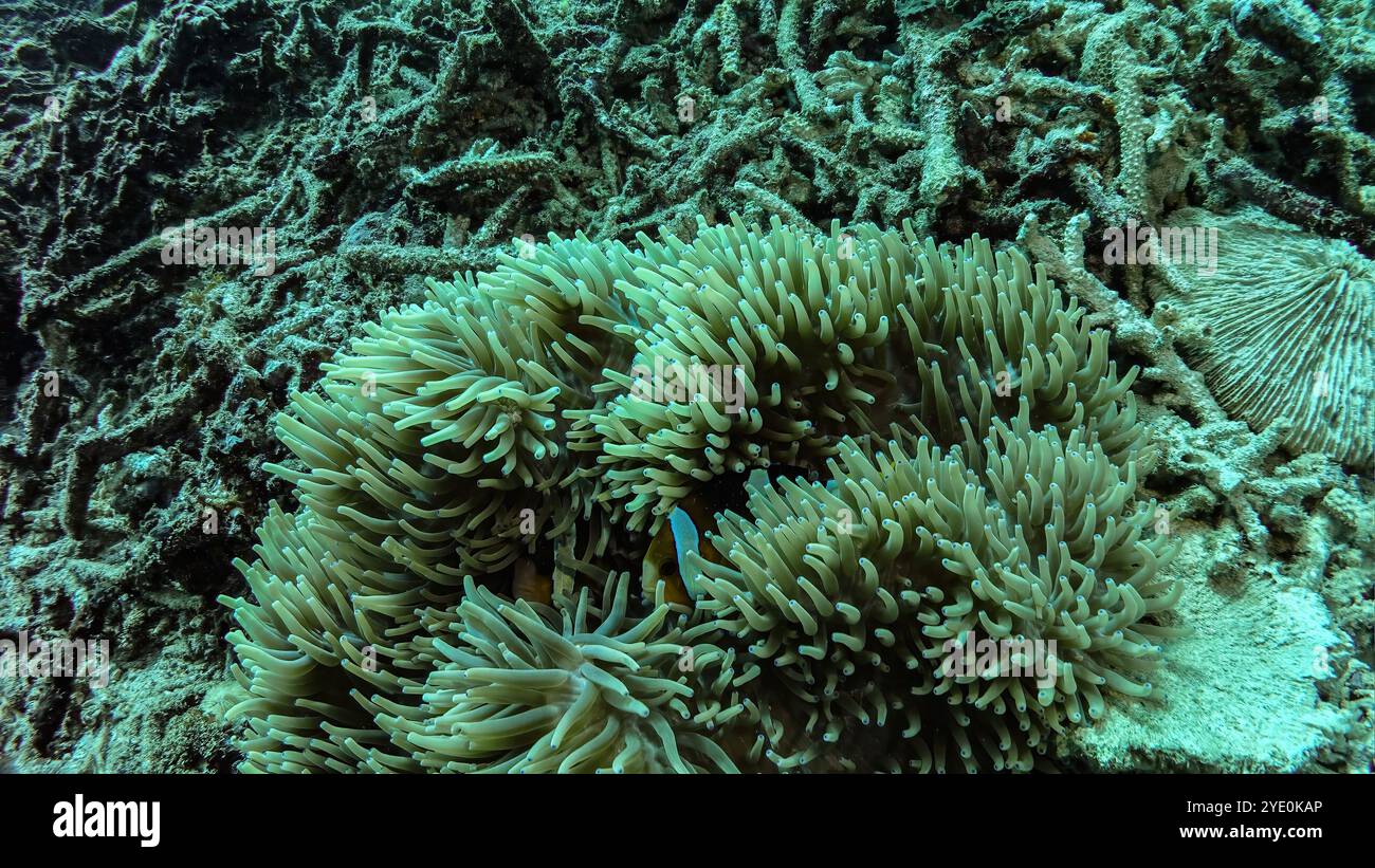 Vibrant coral reef ecosystem in bali, indonesia, showcases ocellaris ...