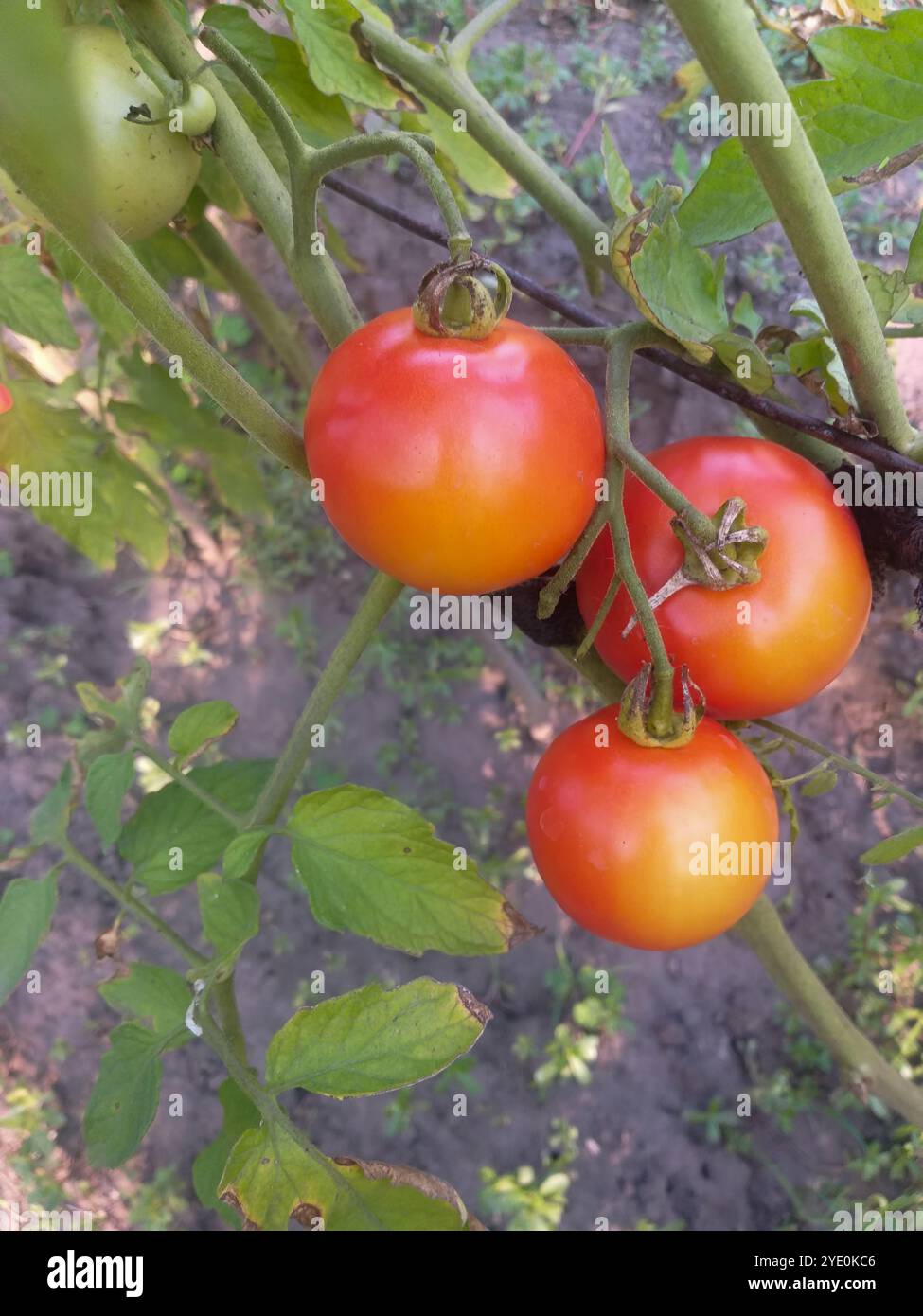 red tomatoes hanging from a twig Stock Photo - Alamy