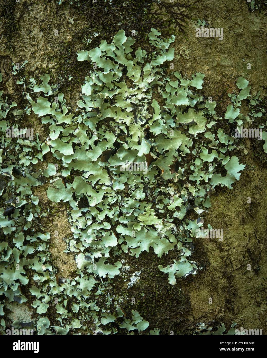 Texture of pale lichen hi-res stock photography and images - Alamy