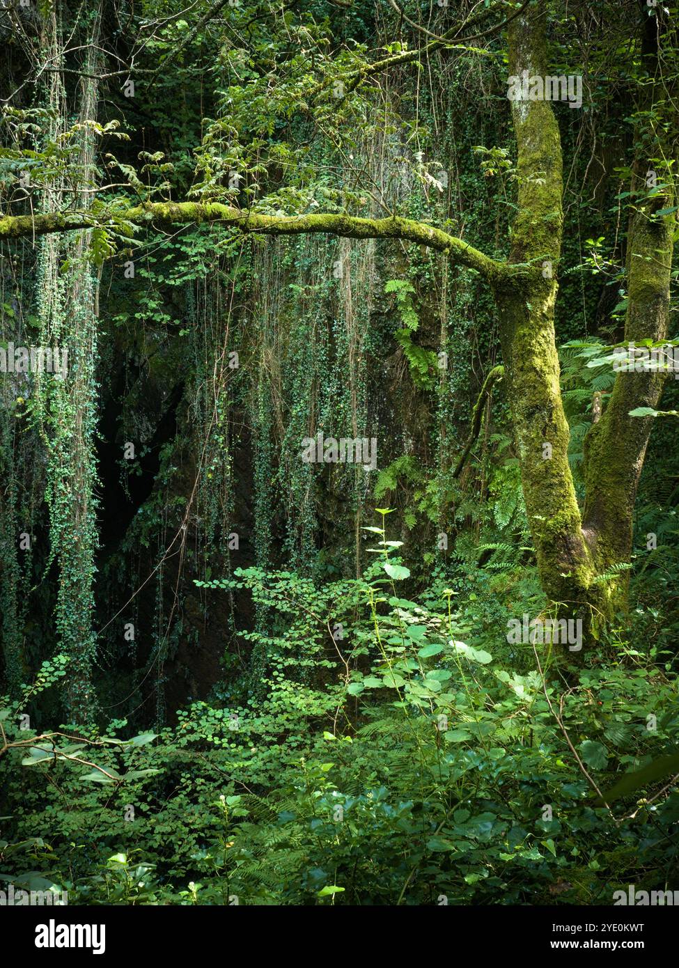 A lush, dense forest scene featuring moss-covered trees and hanging ...