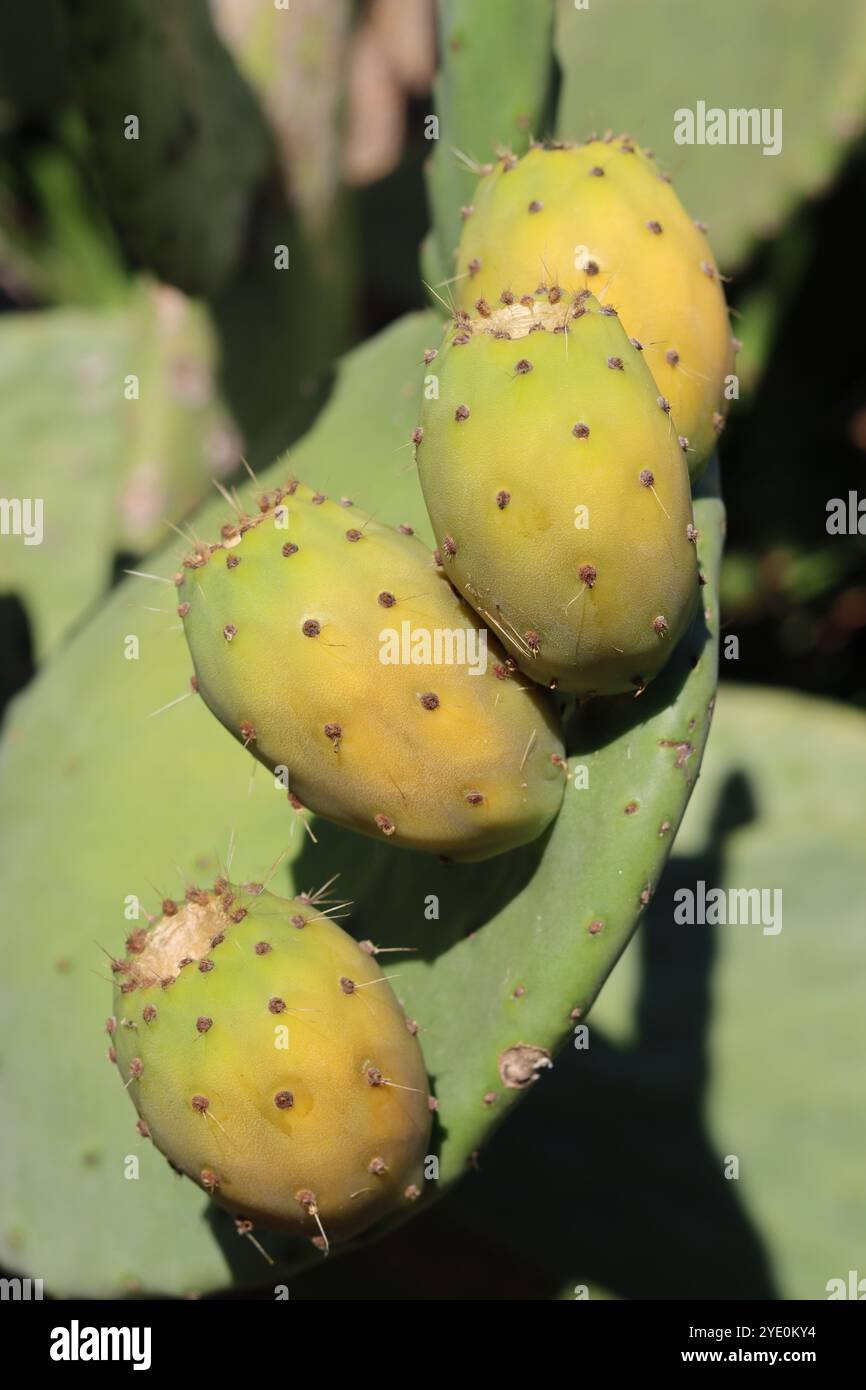 Cacti group prickly pear hi-res stock photography and images - Alamy