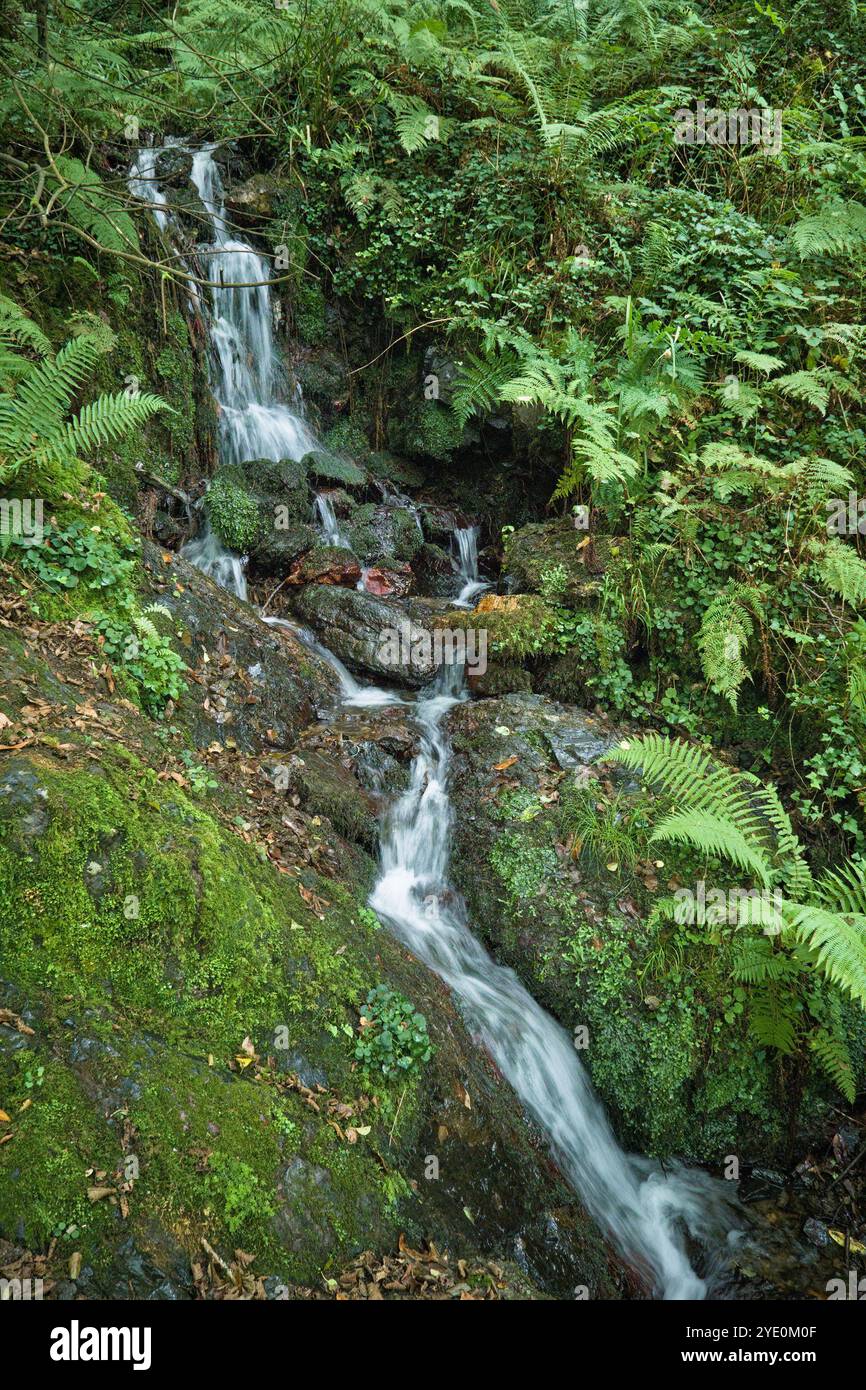 This image captures a serene forest scene with a small cascading ...