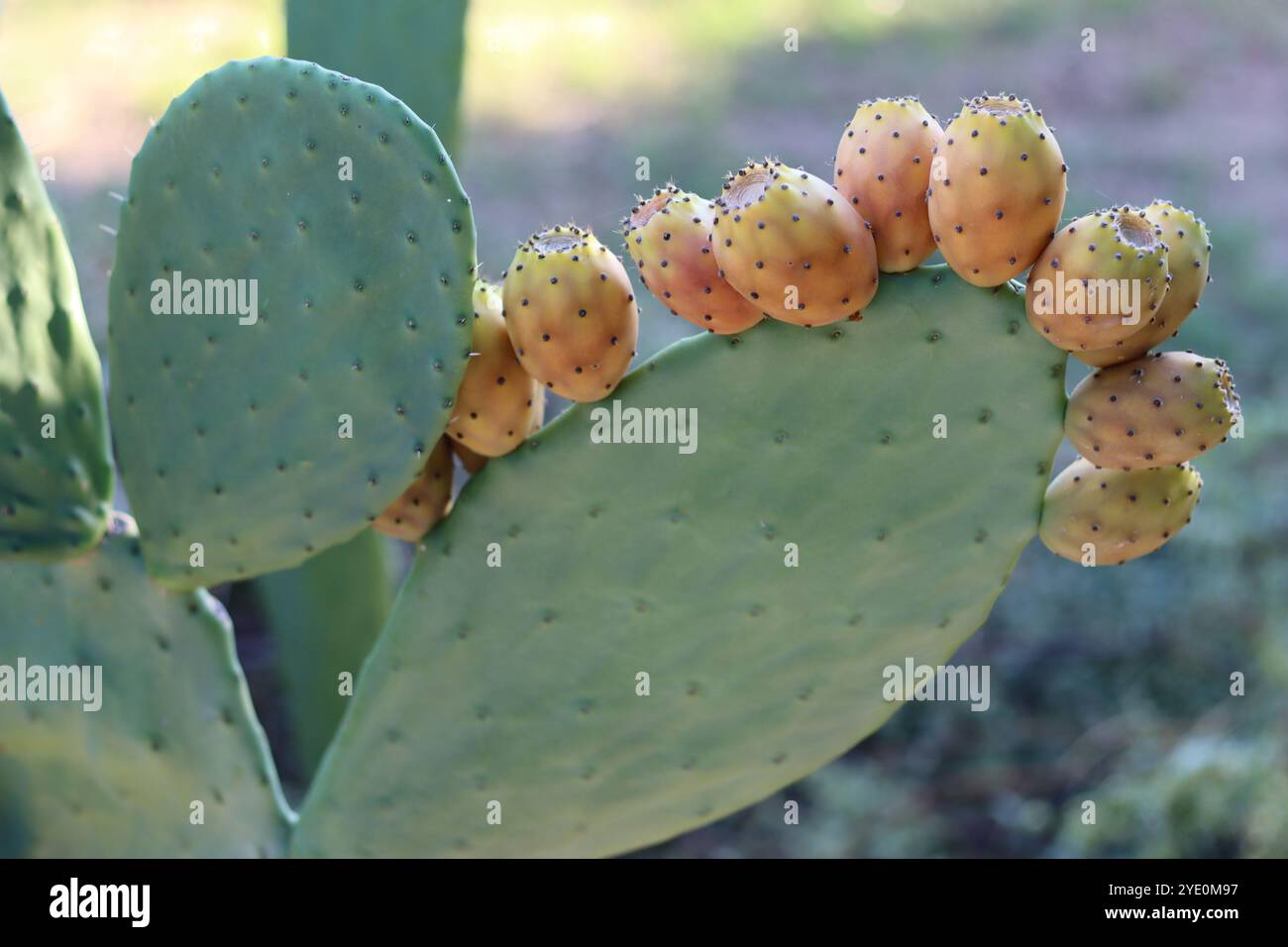 Prickly yellow fruit hi-res stock photography and images - Alamy