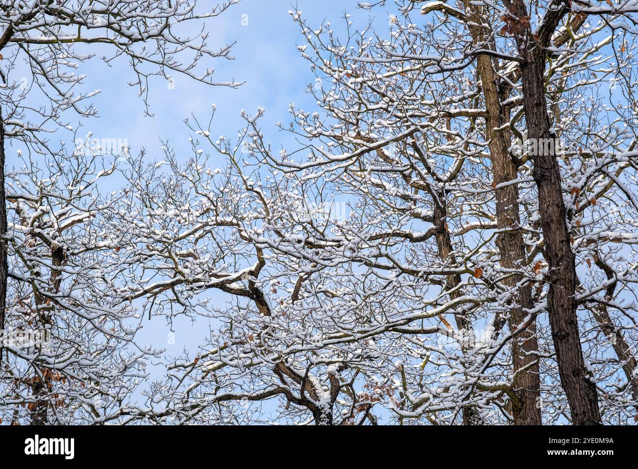 Top view on crowns trees hi-res stock photography and images - Alamy