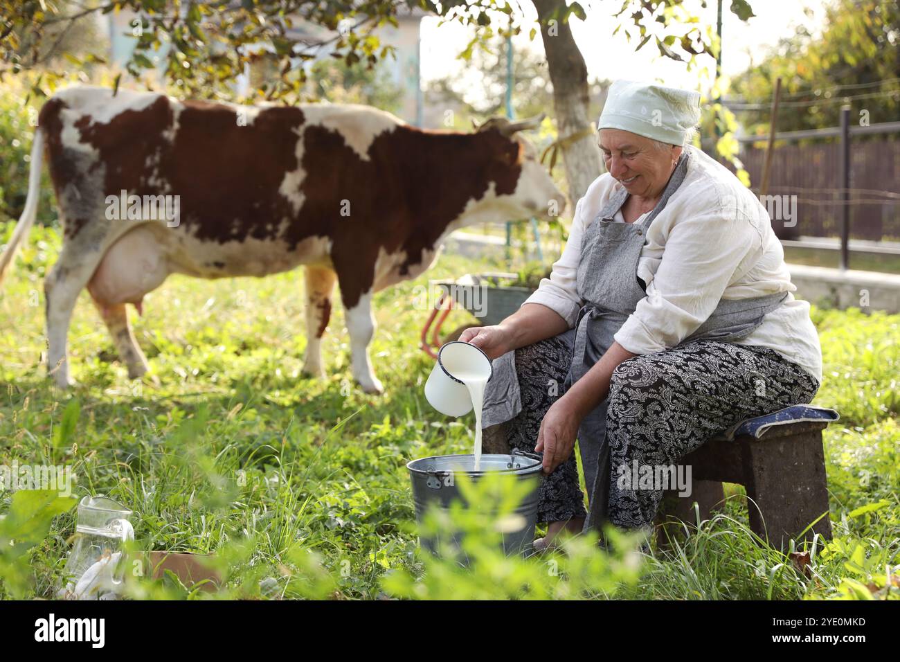 Senior woman pouring fresh milk into bucket while cow grazing outdoors ...
