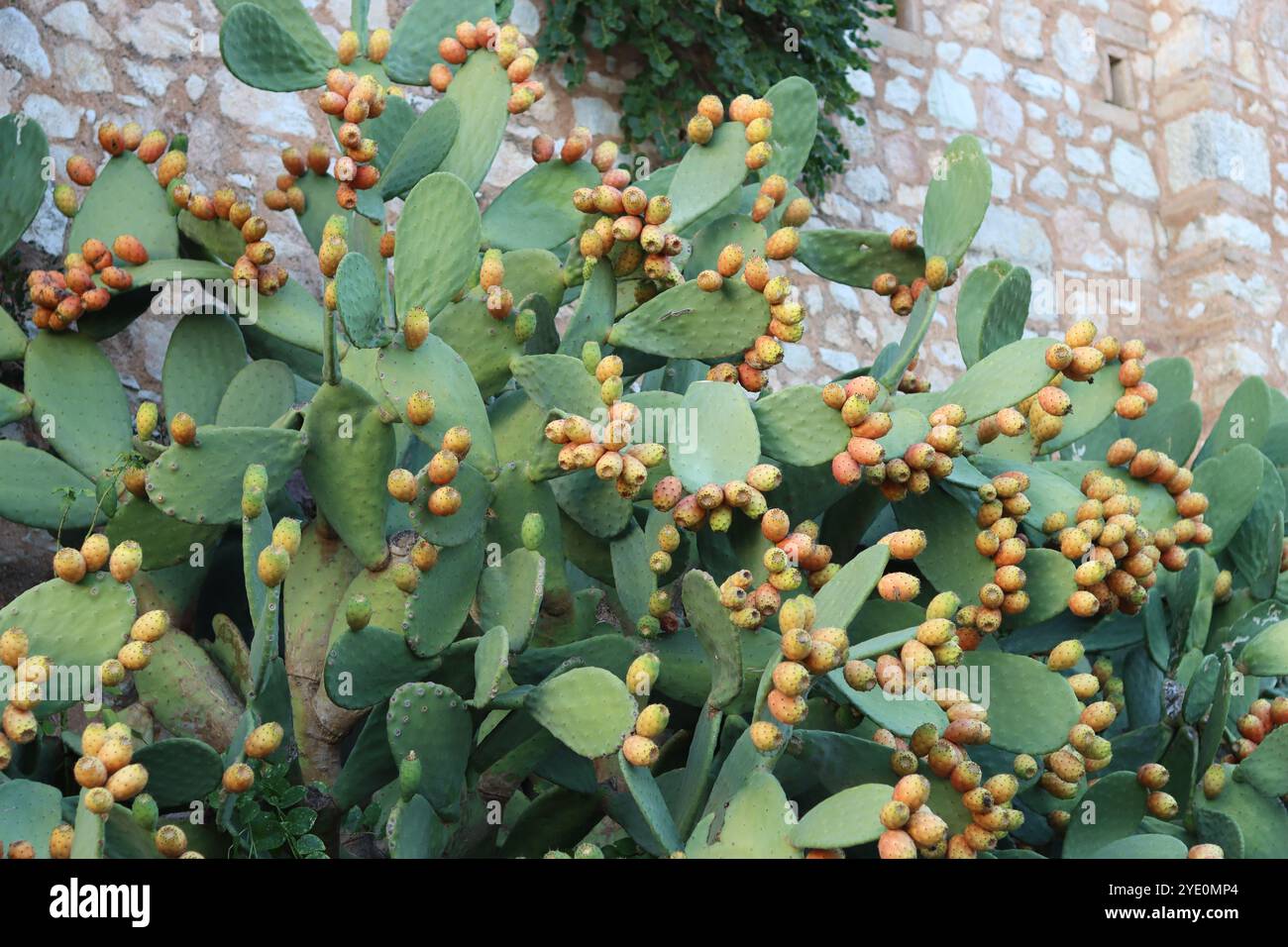 Pear tree covered with fruit hi-res stock photography and images - Alamy