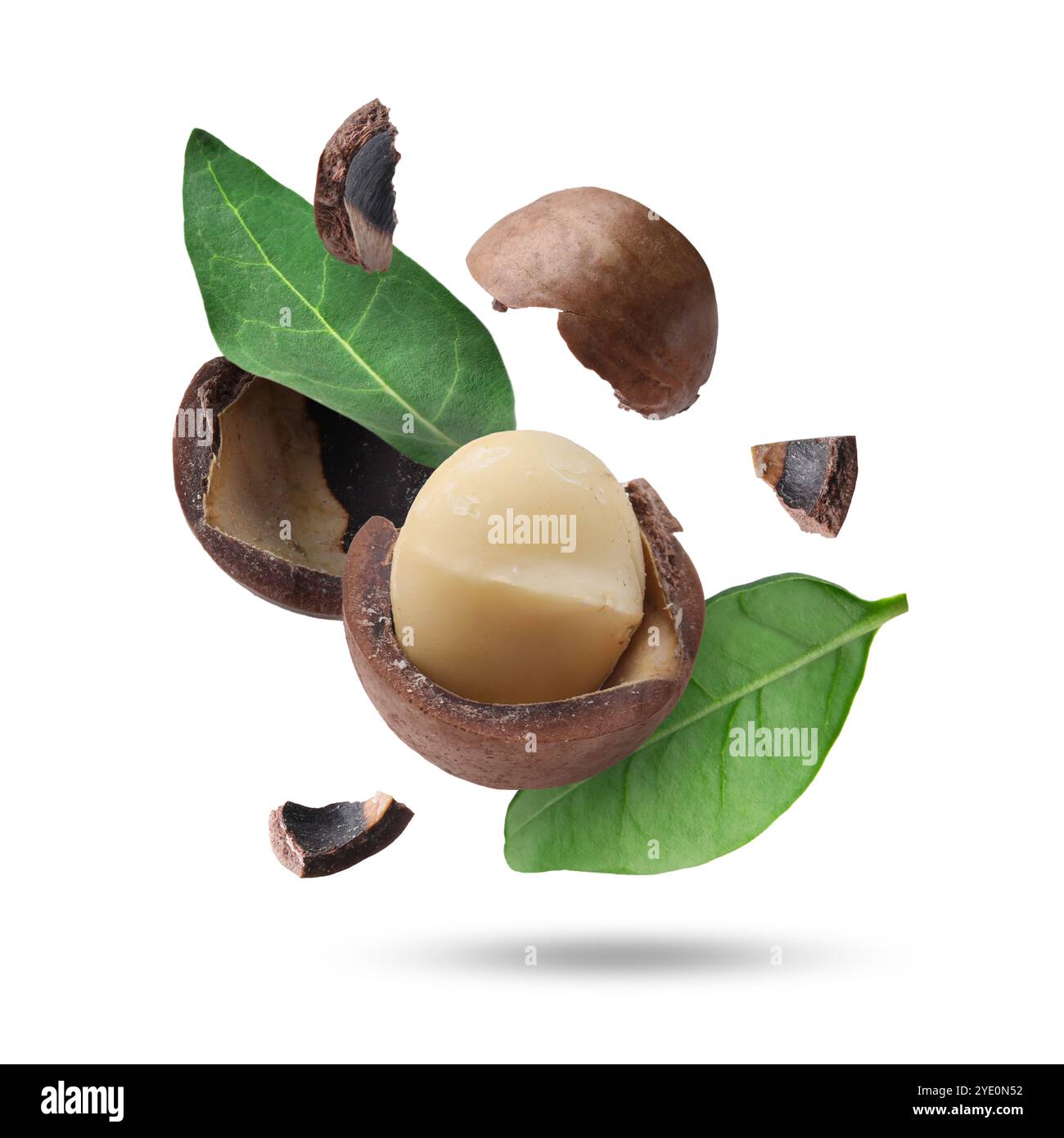 Macadamia nut and green leaves in air on white background Stock Photo ...