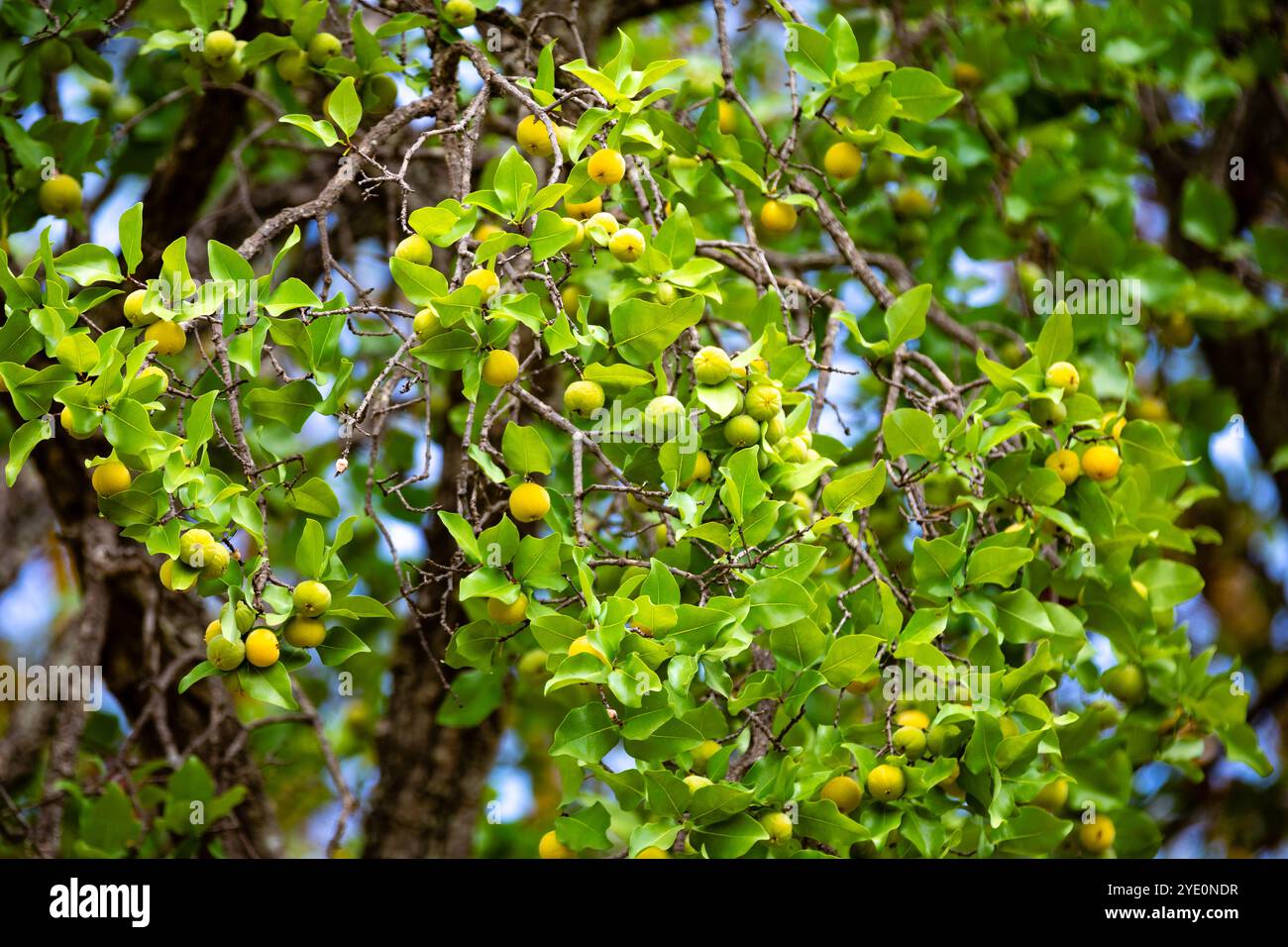 Ripe edible wild fruit from the Brazilian cerrado biome, fruit known as ...