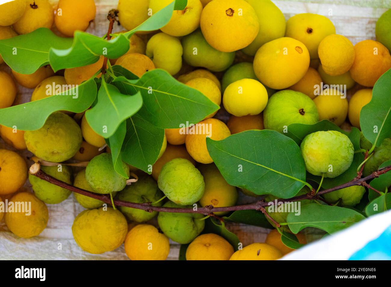 Ripe edible wild fruit from the Brazilian cerrado biome, fruit known as ...