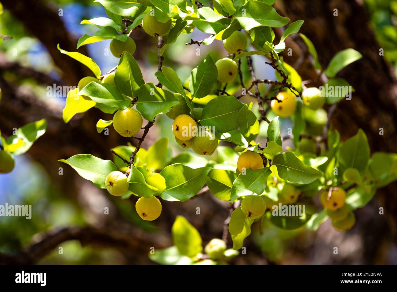 Ripe edible wild fruit from the Brazilian cerrado biome, fruit known as ...