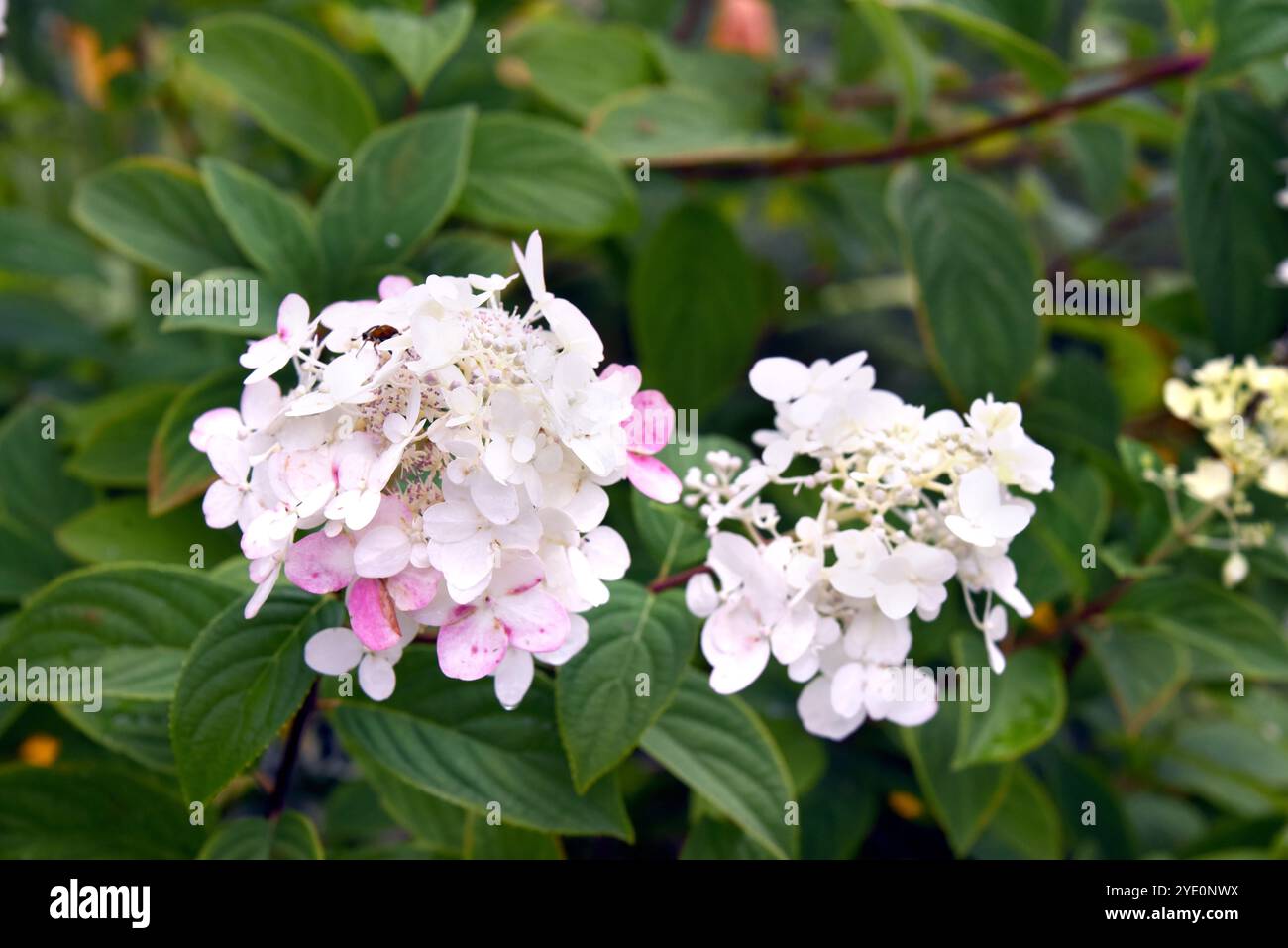 Hydrangea little lamb hi-res stock photography and images - Alamy