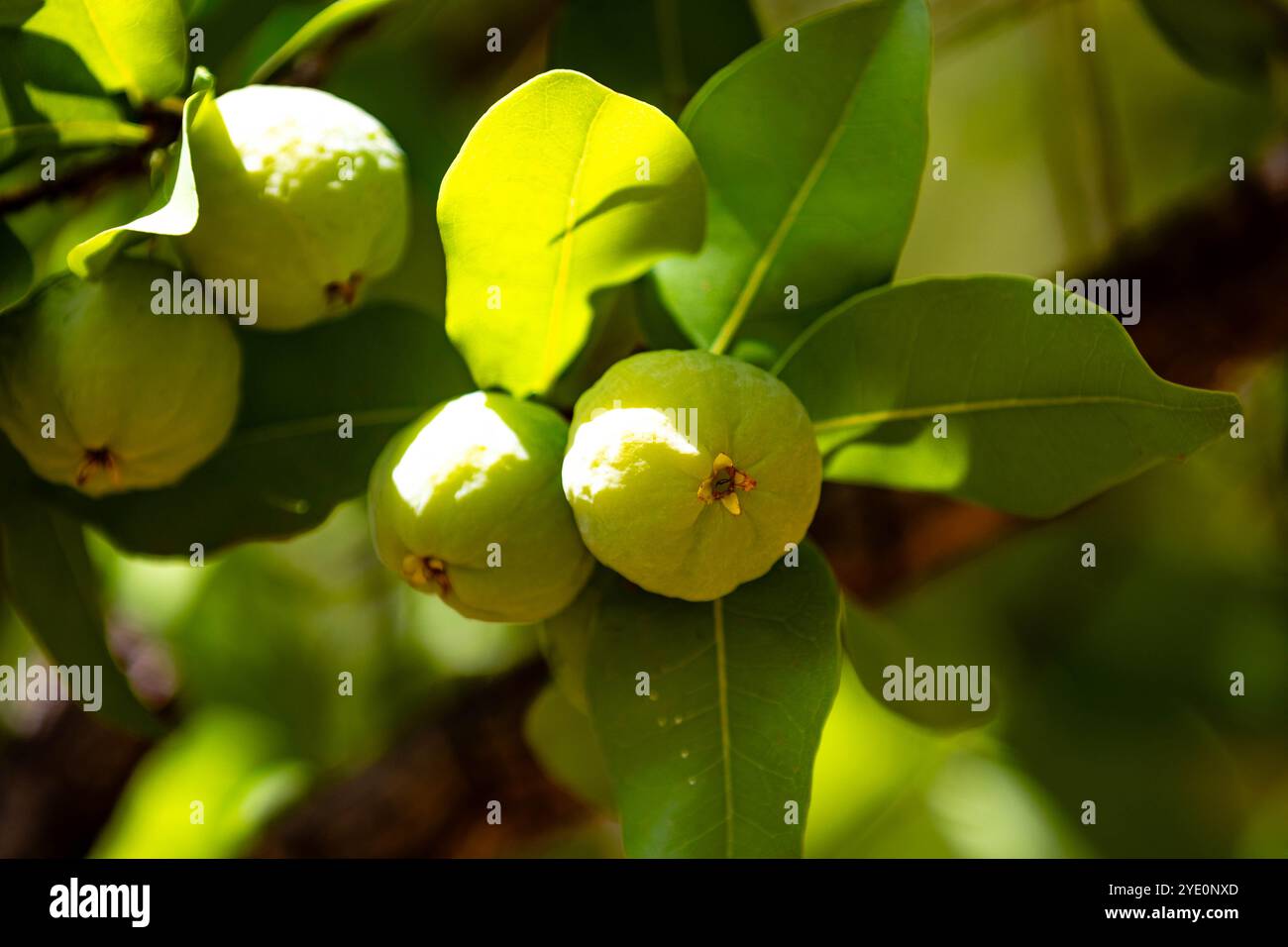 Ripe edible wild fruit from the Brazilian cerrado biome, fruit known as ...