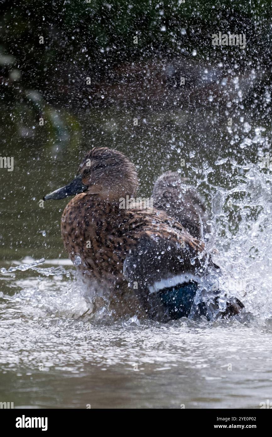 Duck washing bath Stock Photo - Alamy
