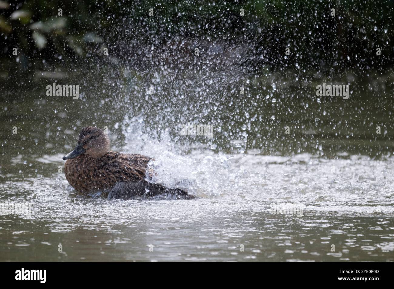 Duck washing bath Stock Photo - Alamy