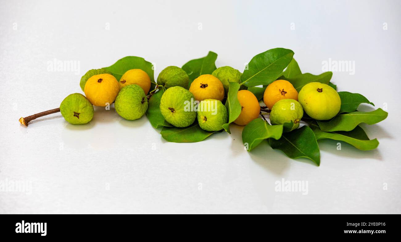 Ripe edible wild fruit from the Brazilian cerrado biome, fruit known as ...