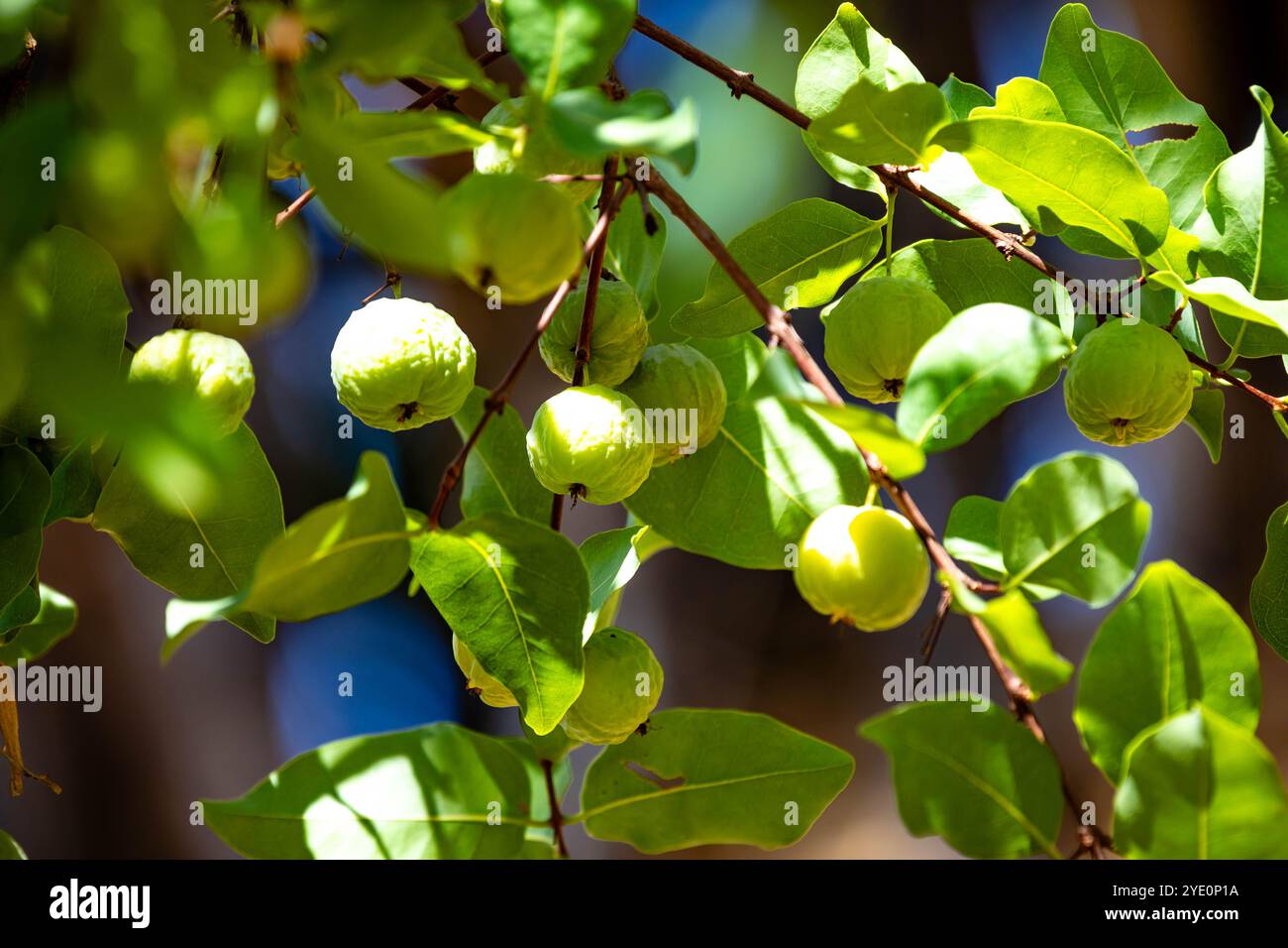 Ripe edible wild fruit from the Brazilian cerrado biome, fruit known as ...