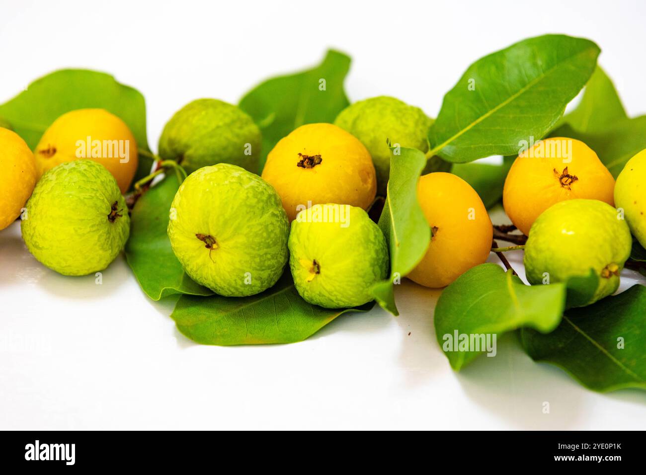 Ripe edible wild fruit from the Brazilian cerrado biome, fruit known as ...
