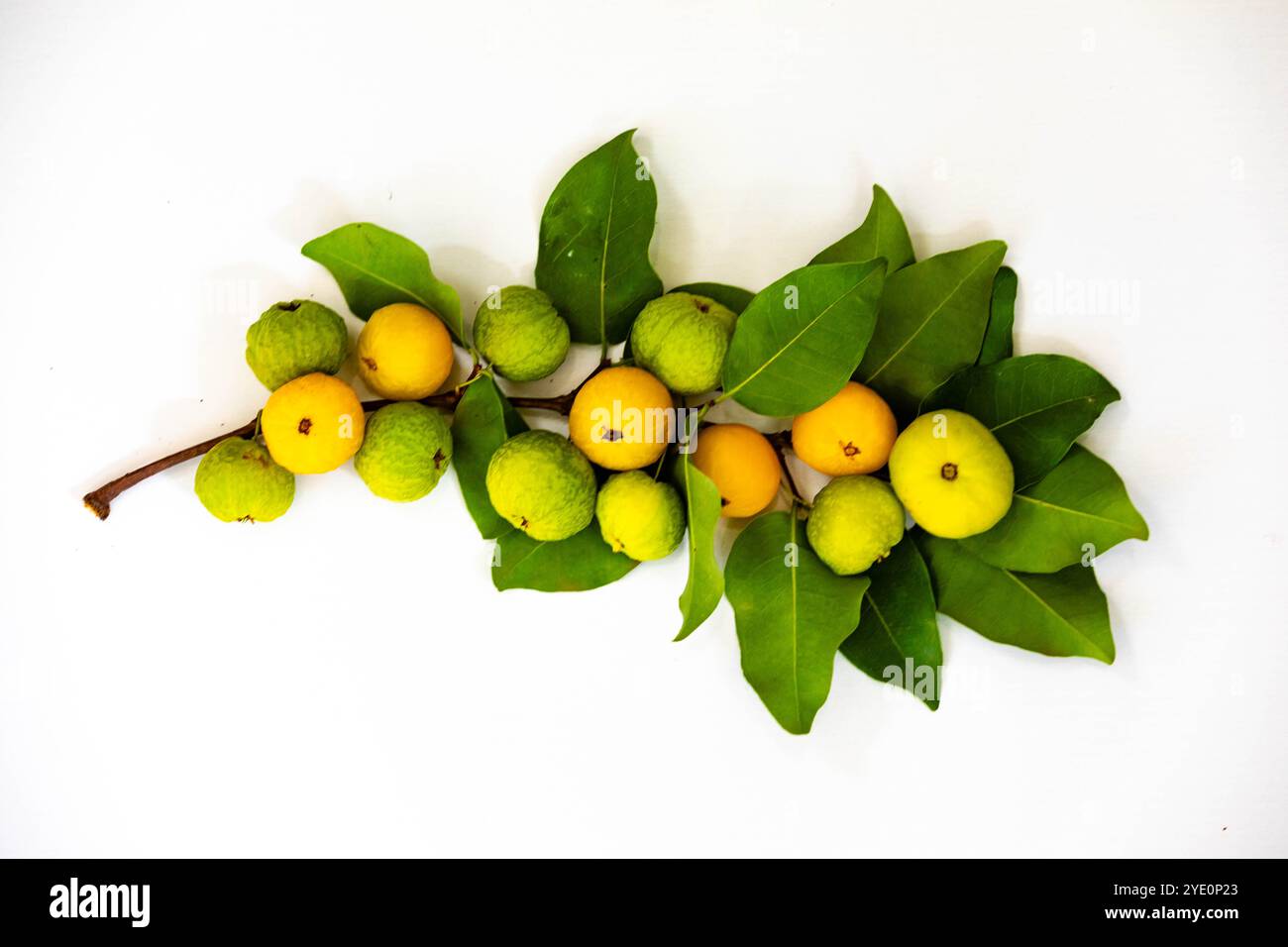 Ripe edible wild fruit from the Brazilian cerrado biome, fruit known as ...