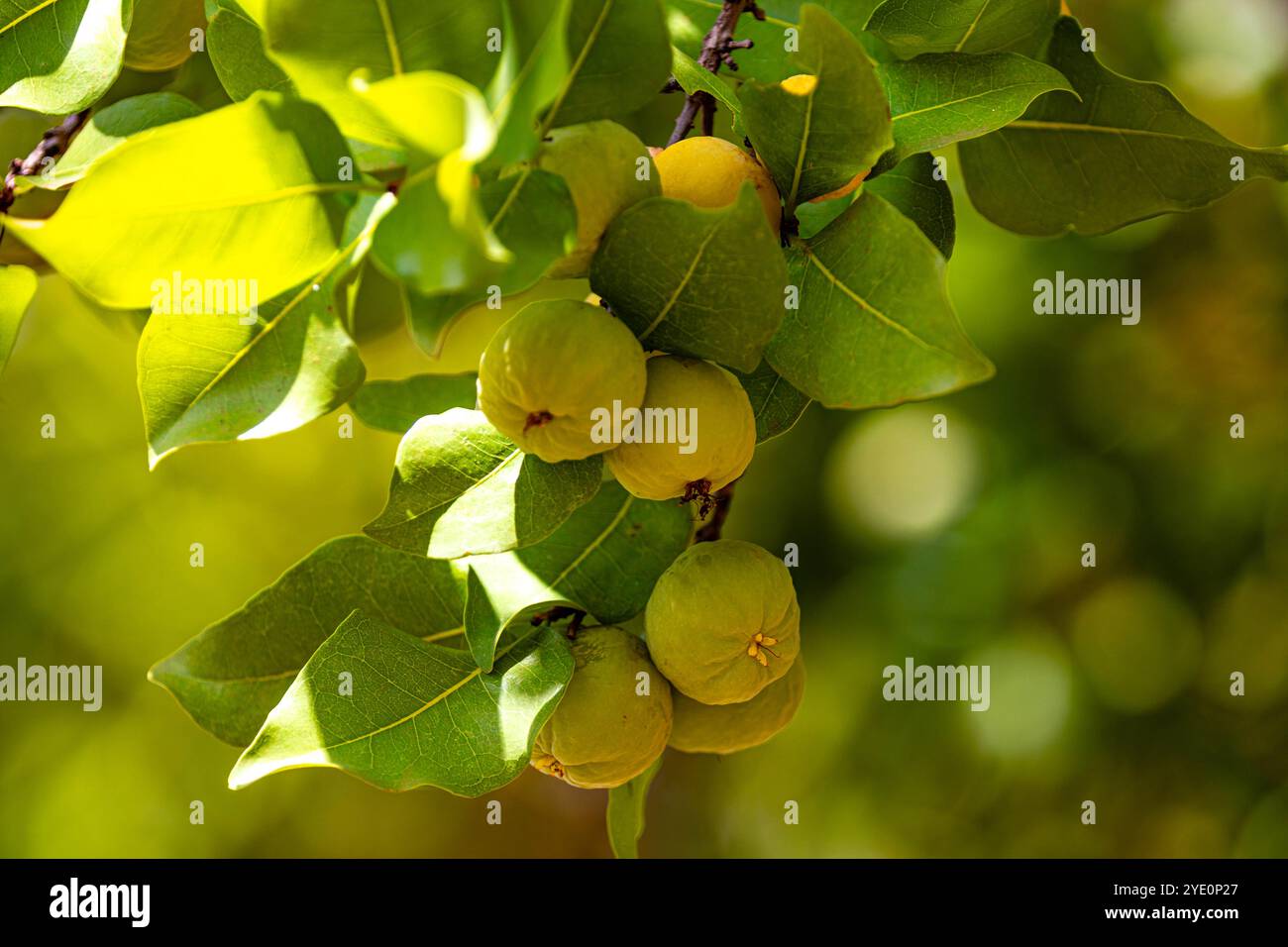 Ripe edible wild fruit from the Brazilian cerrado biome, fruit known as ...