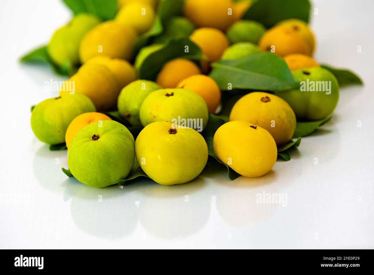 Ripe edible wild fruit from the Brazilian cerrado biome, fruit known as ...