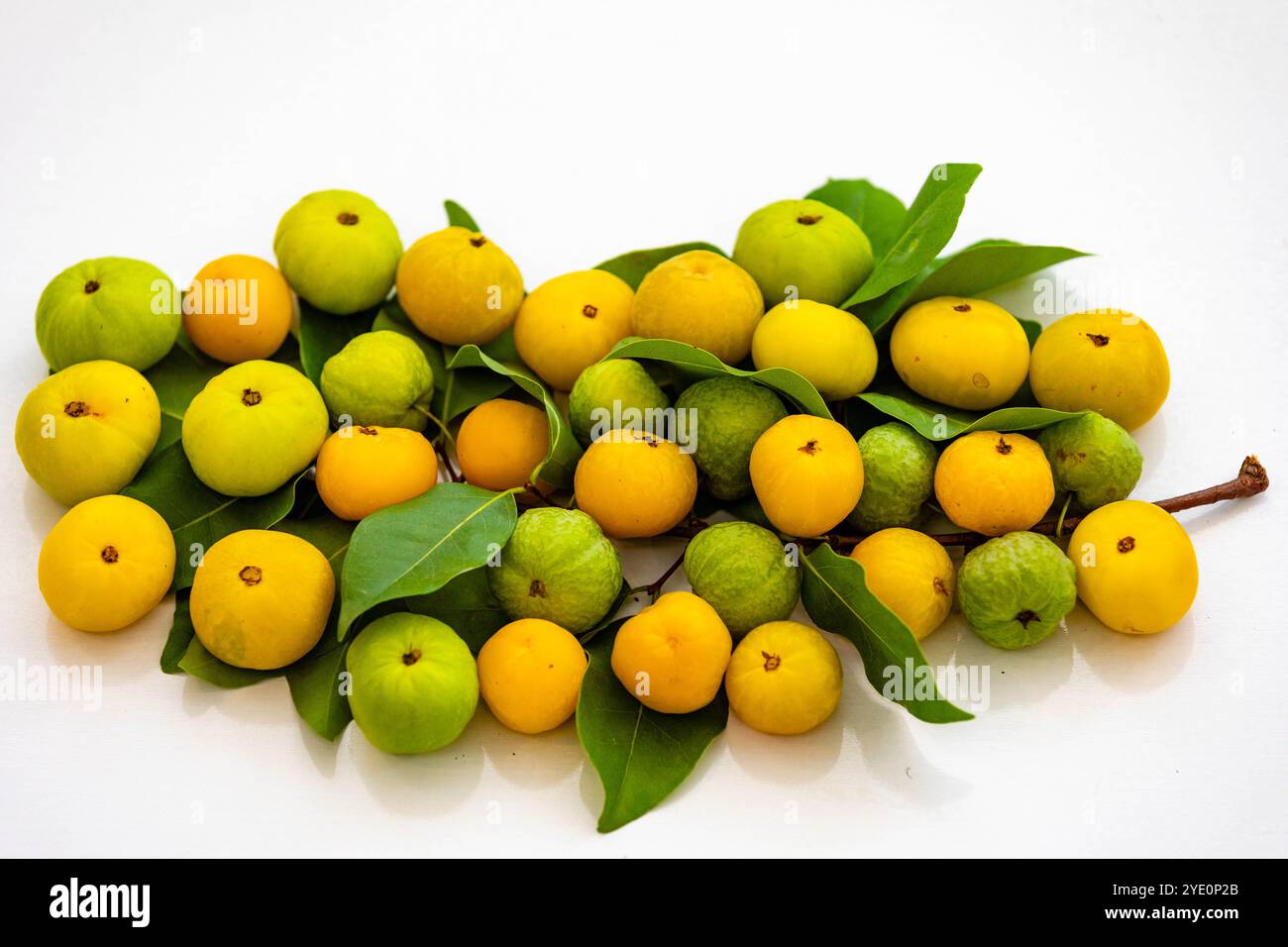 Ripe edible wild fruit from the Brazilian cerrado biome, fruit known as ...