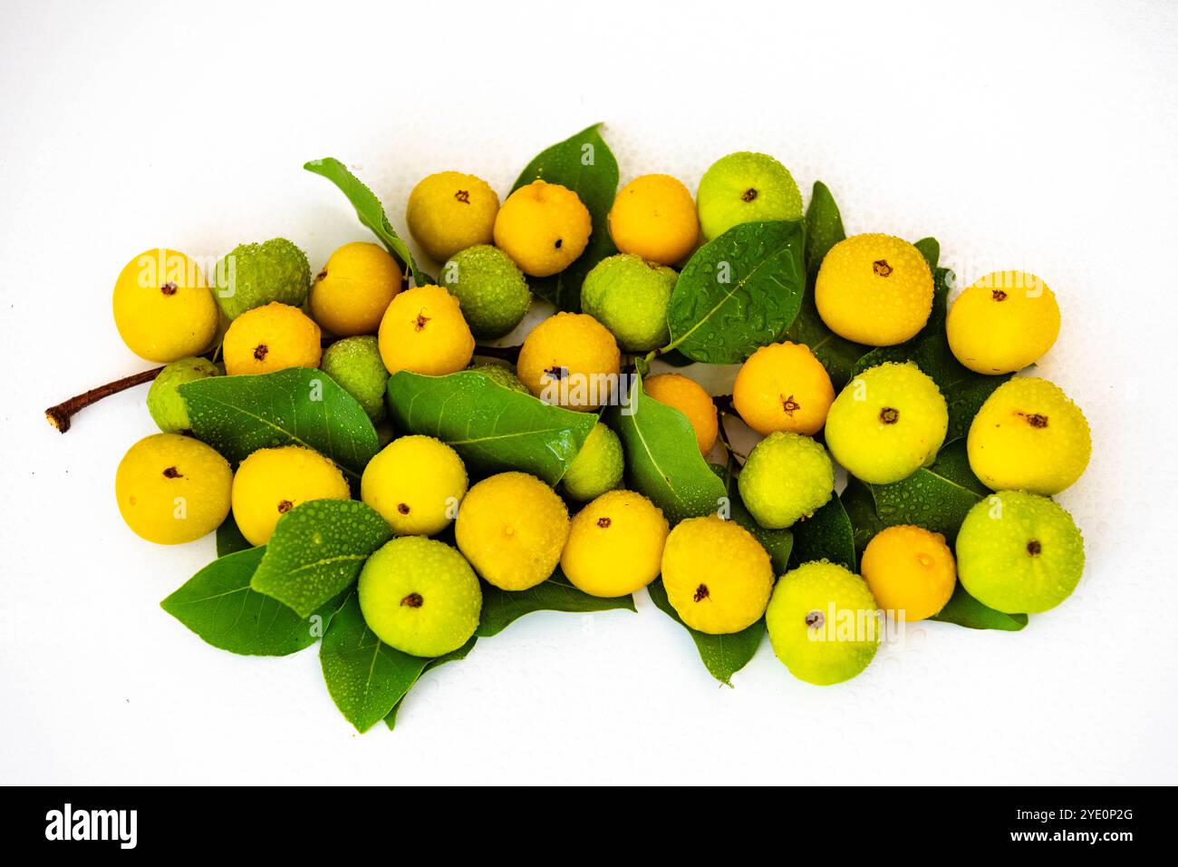 Ripe edible wild fruit from the Brazilian cerrado biome, fruit known as ...